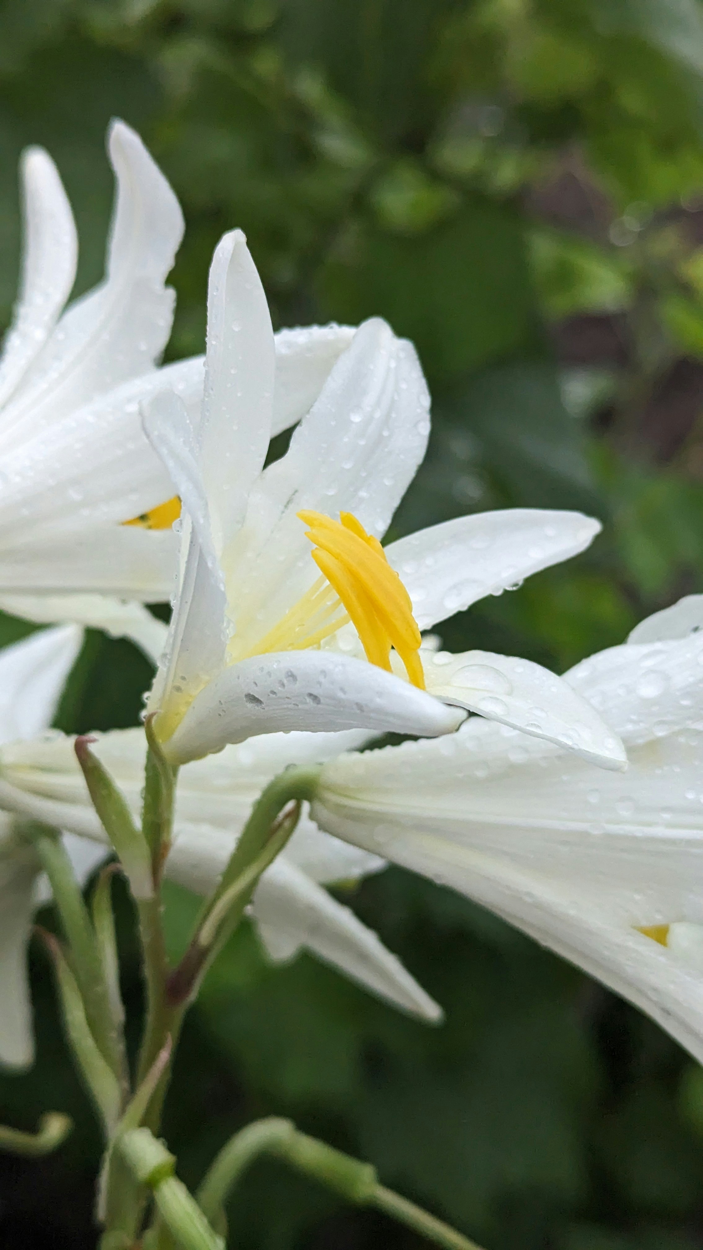 Sample photo from Google Pixel 7