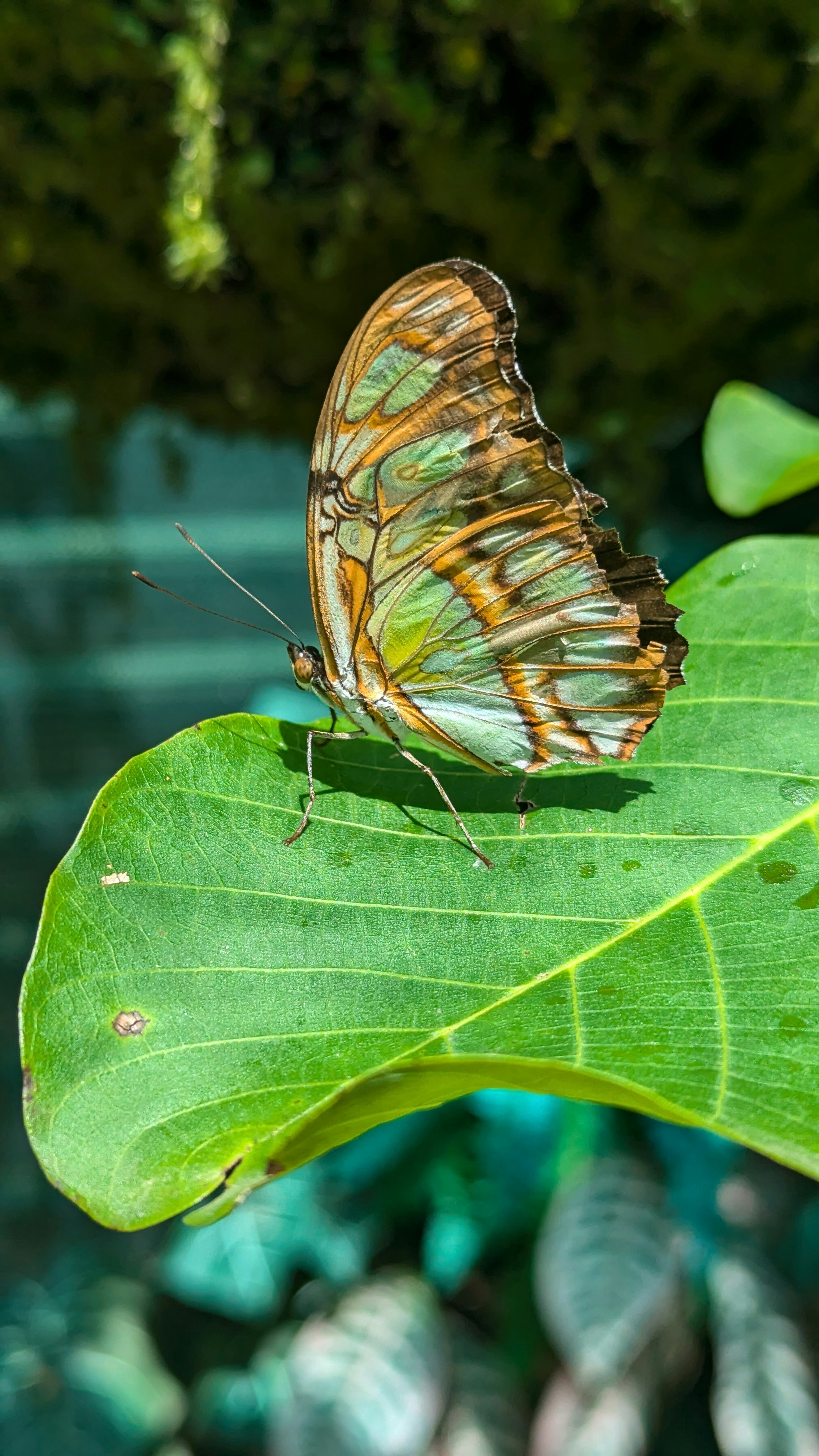 Photograph of a butterfly with green, orange, and brown wings resting on a glossy leaf in bright natural light.