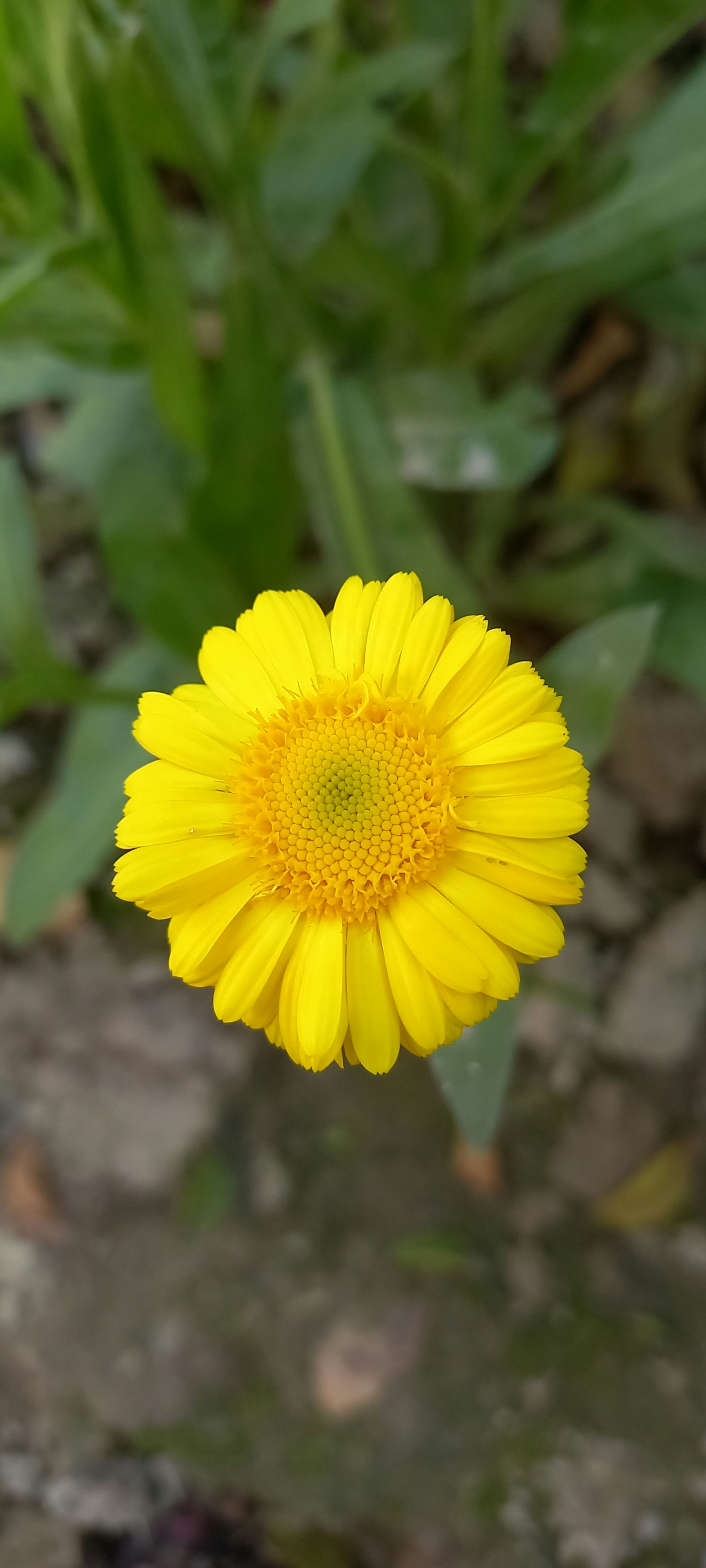 Close-up photograph of a vibrant yellow flower with a shallow depth of field, isolating the bloom against a soft green backdrop.