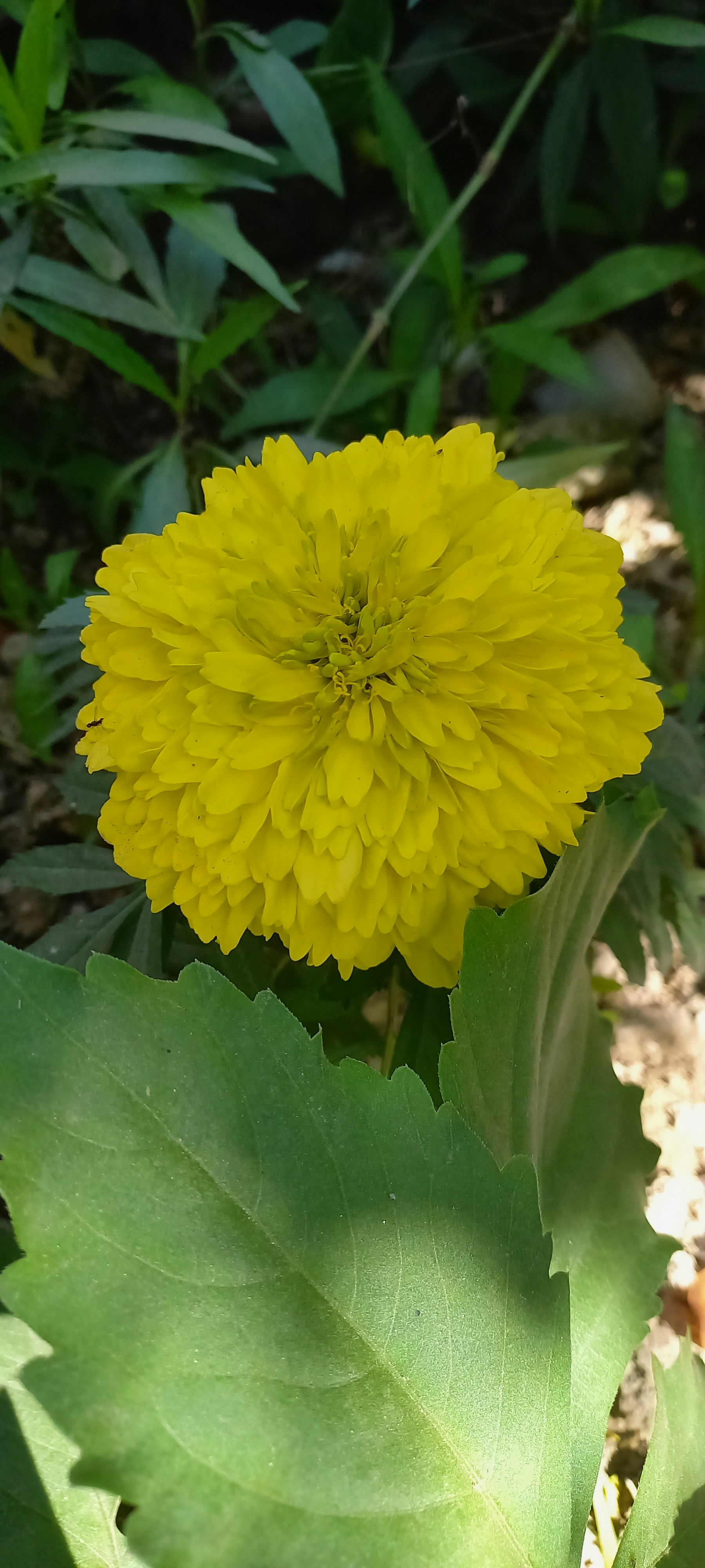 Close-up photograph of a bright yellow marigold with layered petals, set against green leaves in partial shade.