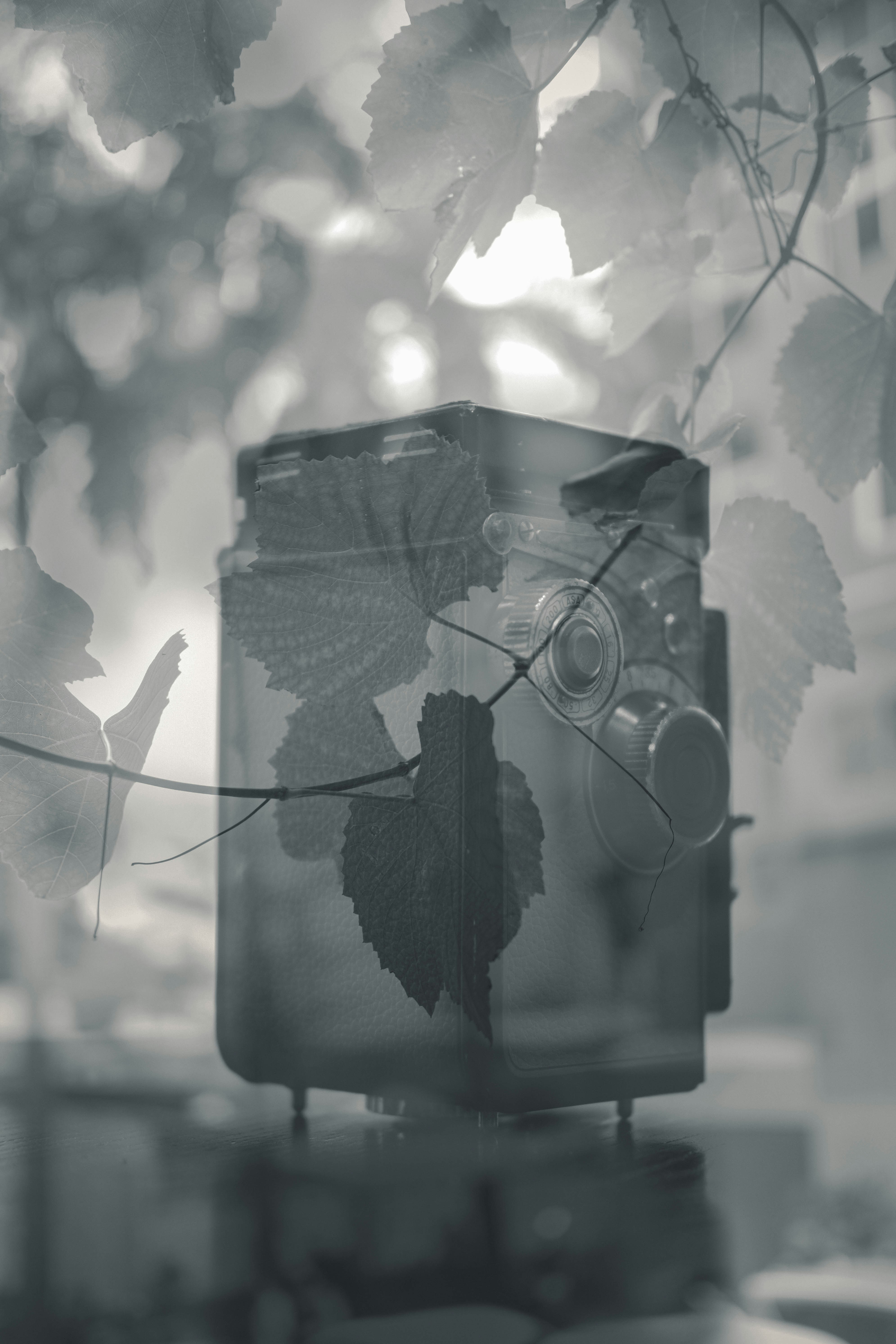Time-Worn Box Camera Entangled in Vine Tendrils