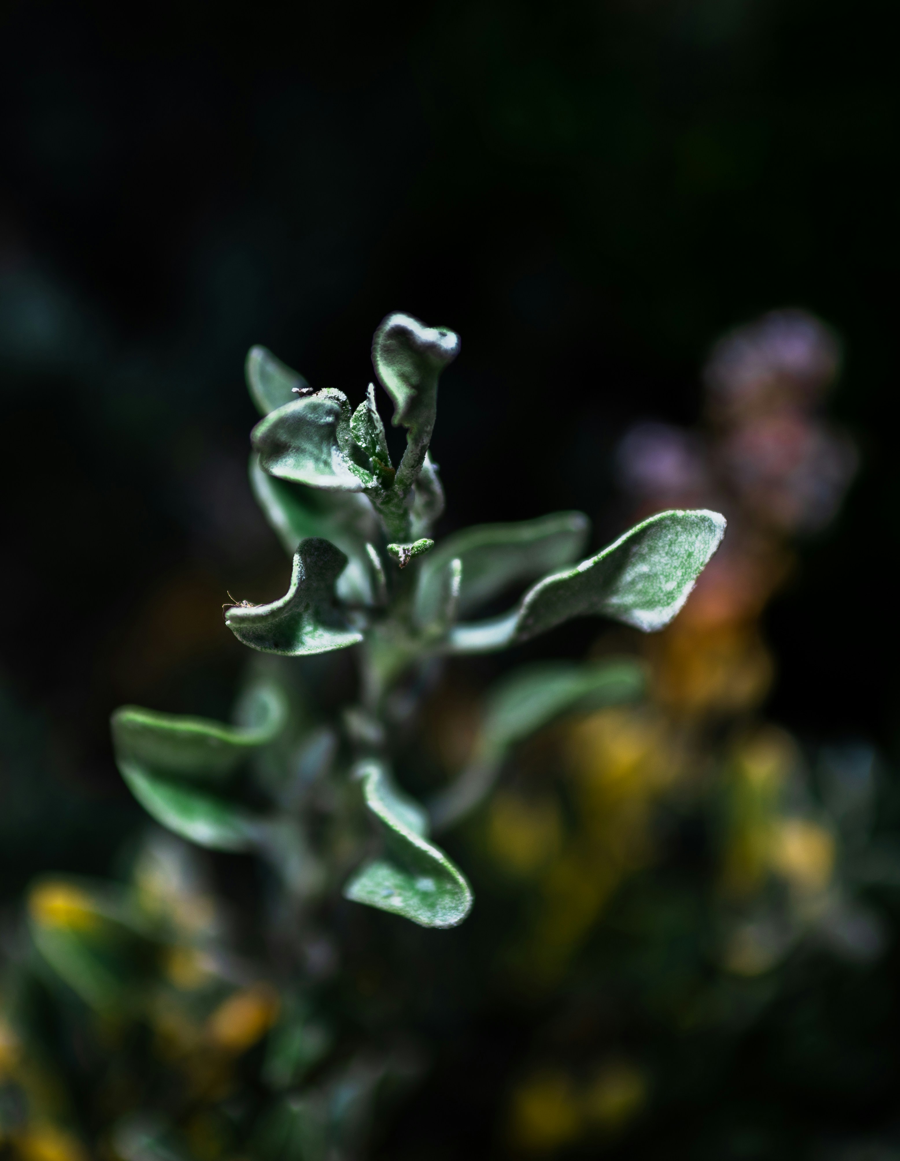 A close up of a plant with leaves