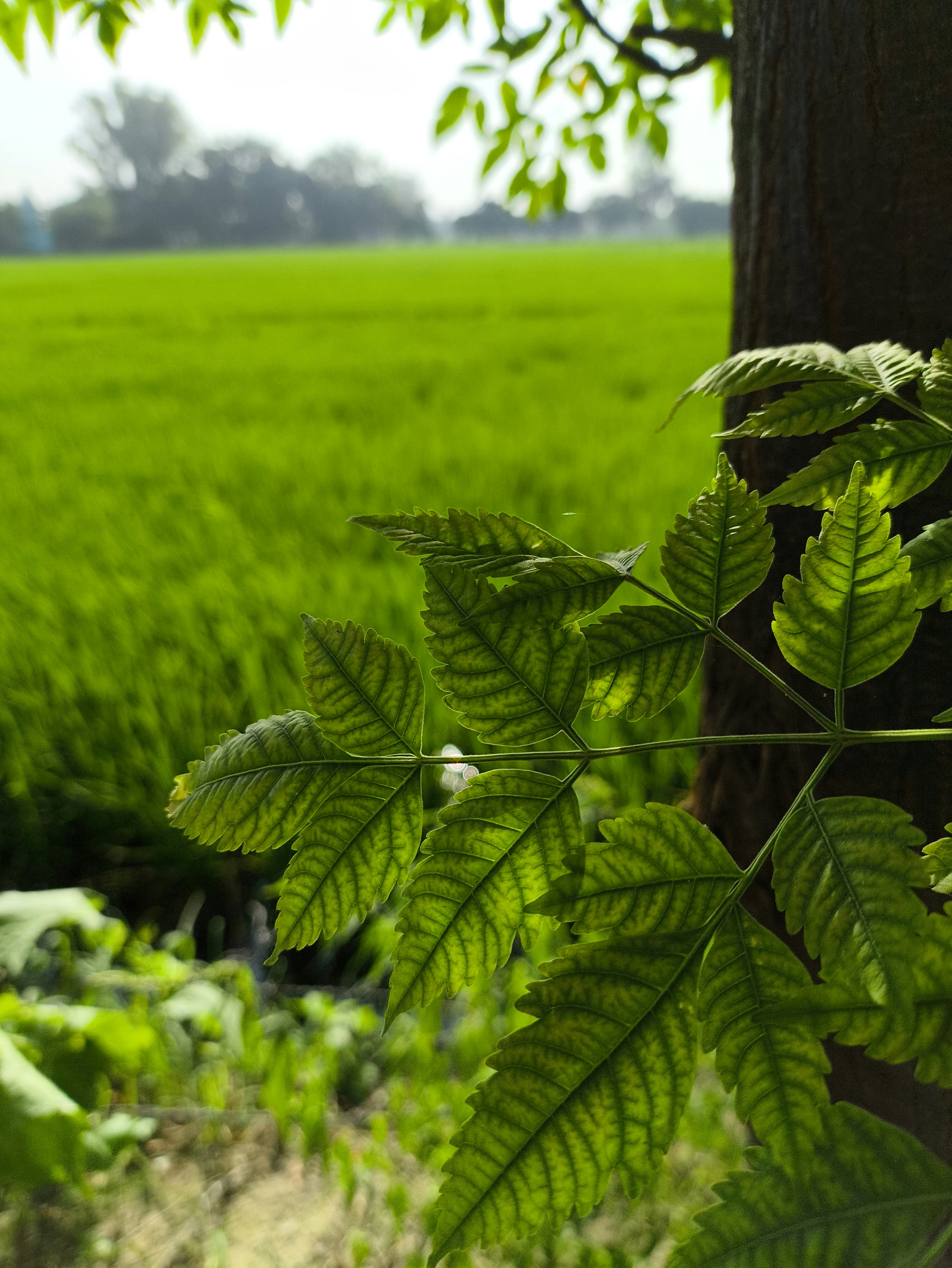 Verdant Framing: Ferns Guard a Sunlit Field