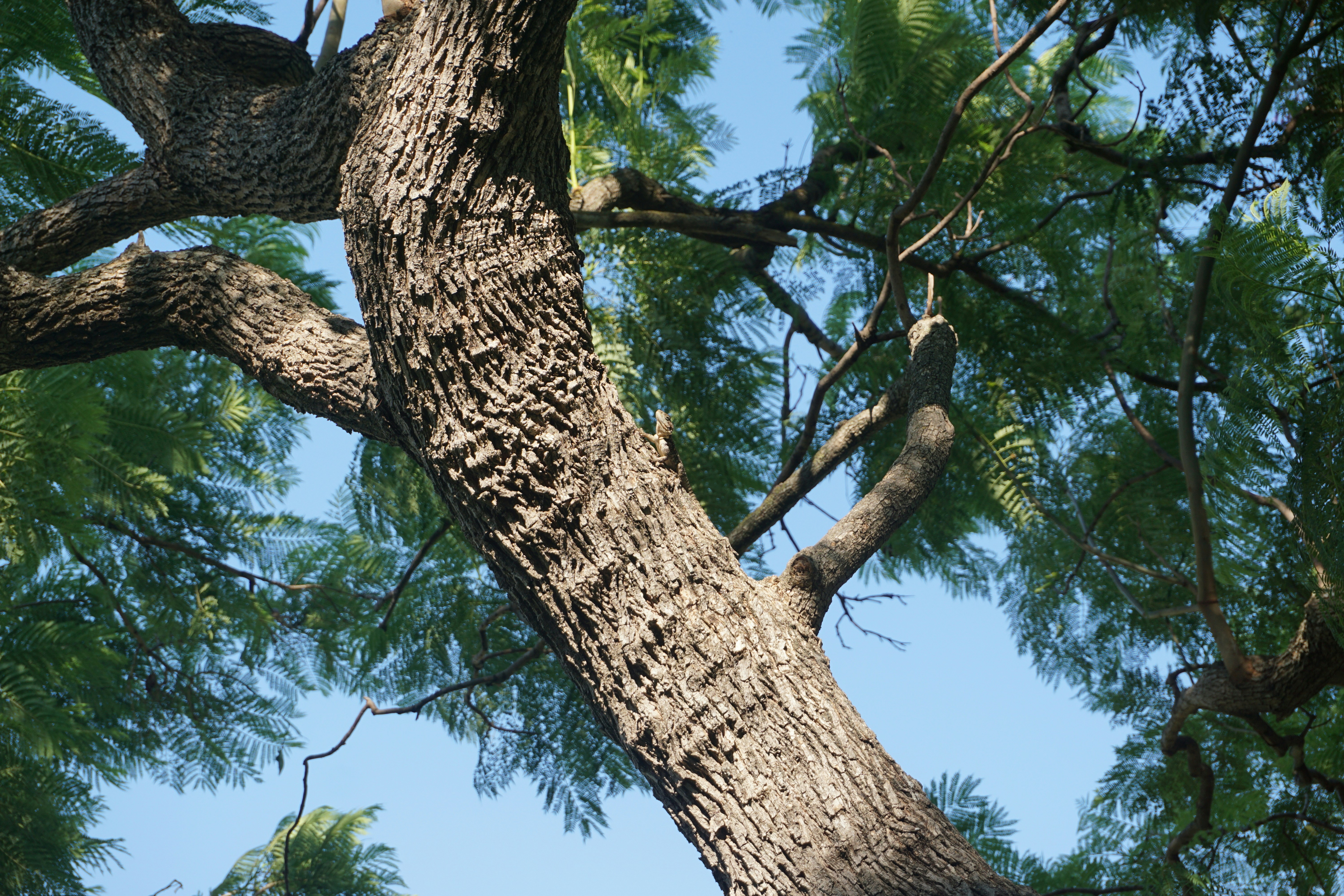 It's a photo of a gecko climbing a tree in Greece.