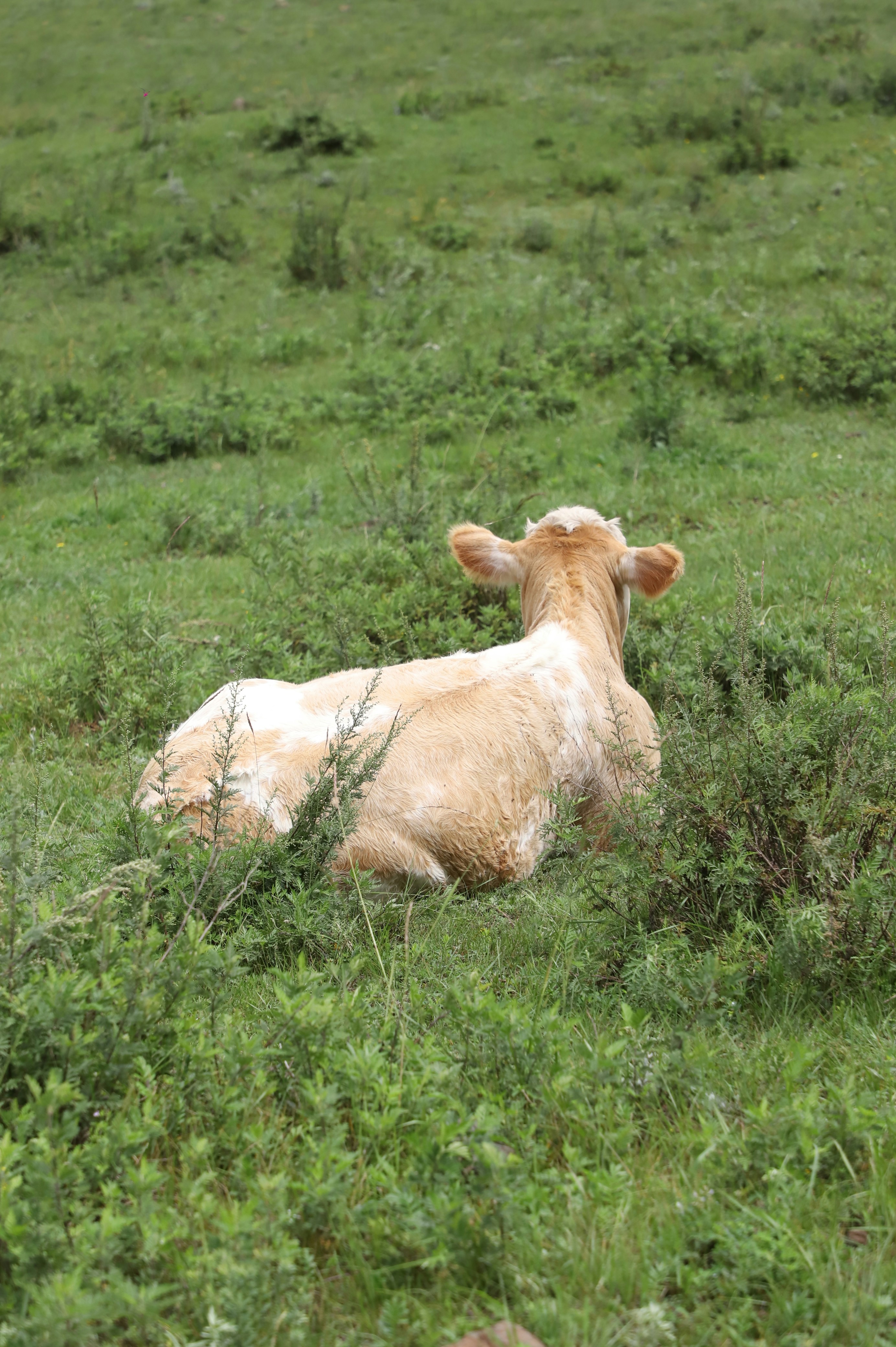 A cow laying down in a field of grass photo – Free Animal Image on Unsplash