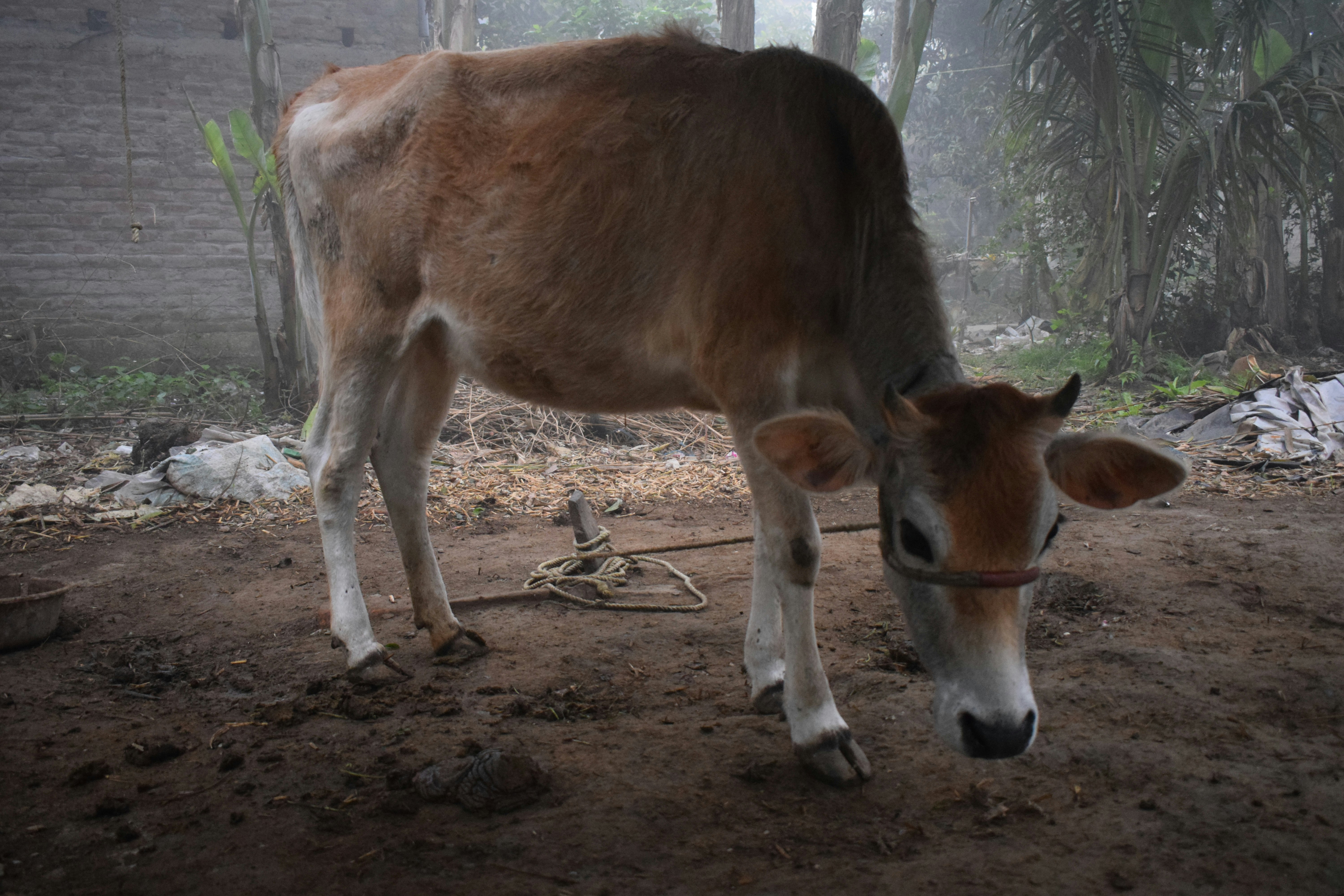 Dusty Ground, Quiet Grazing: A Rural Moment Beneath Foggy Fence