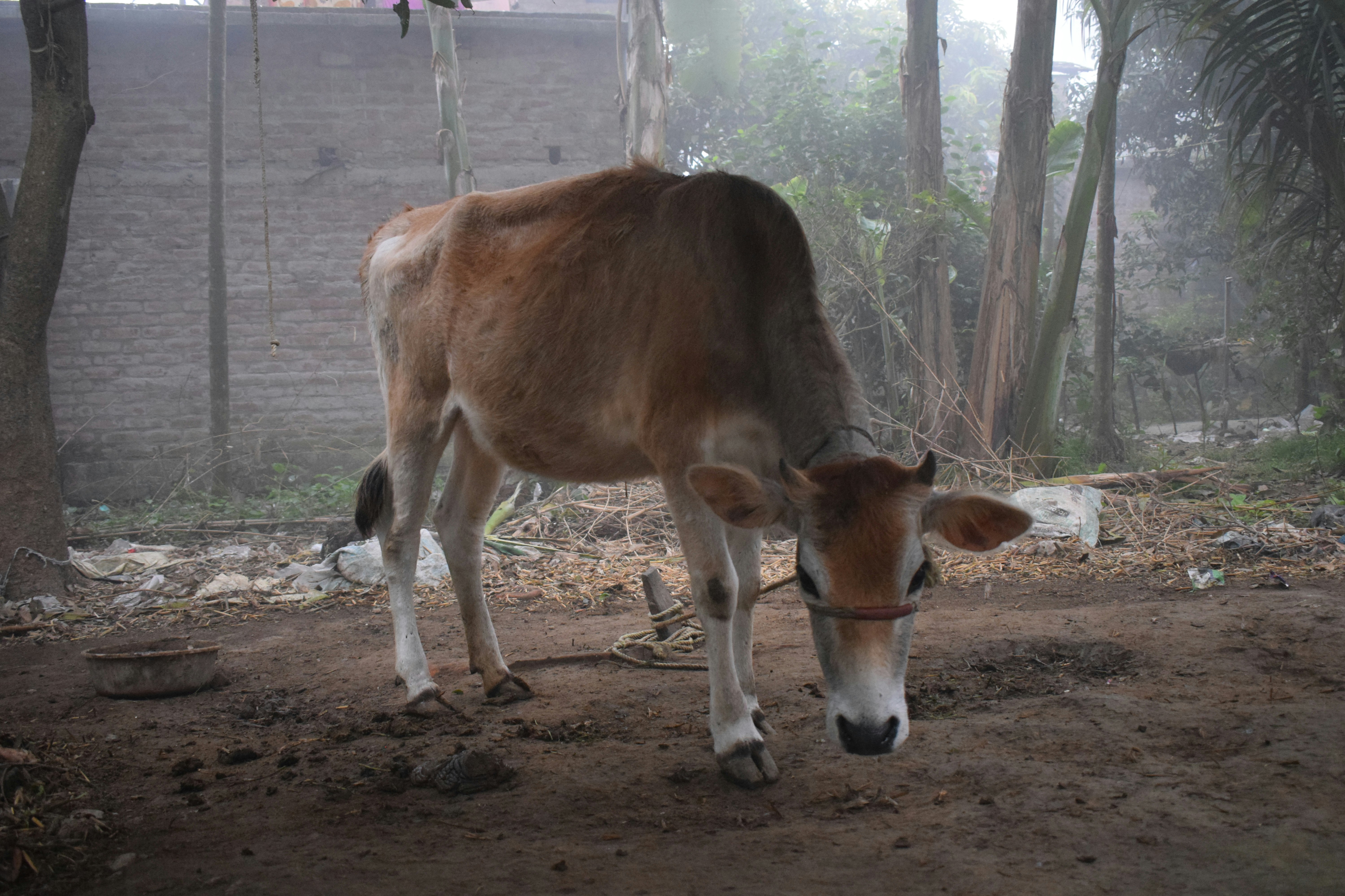 village cow