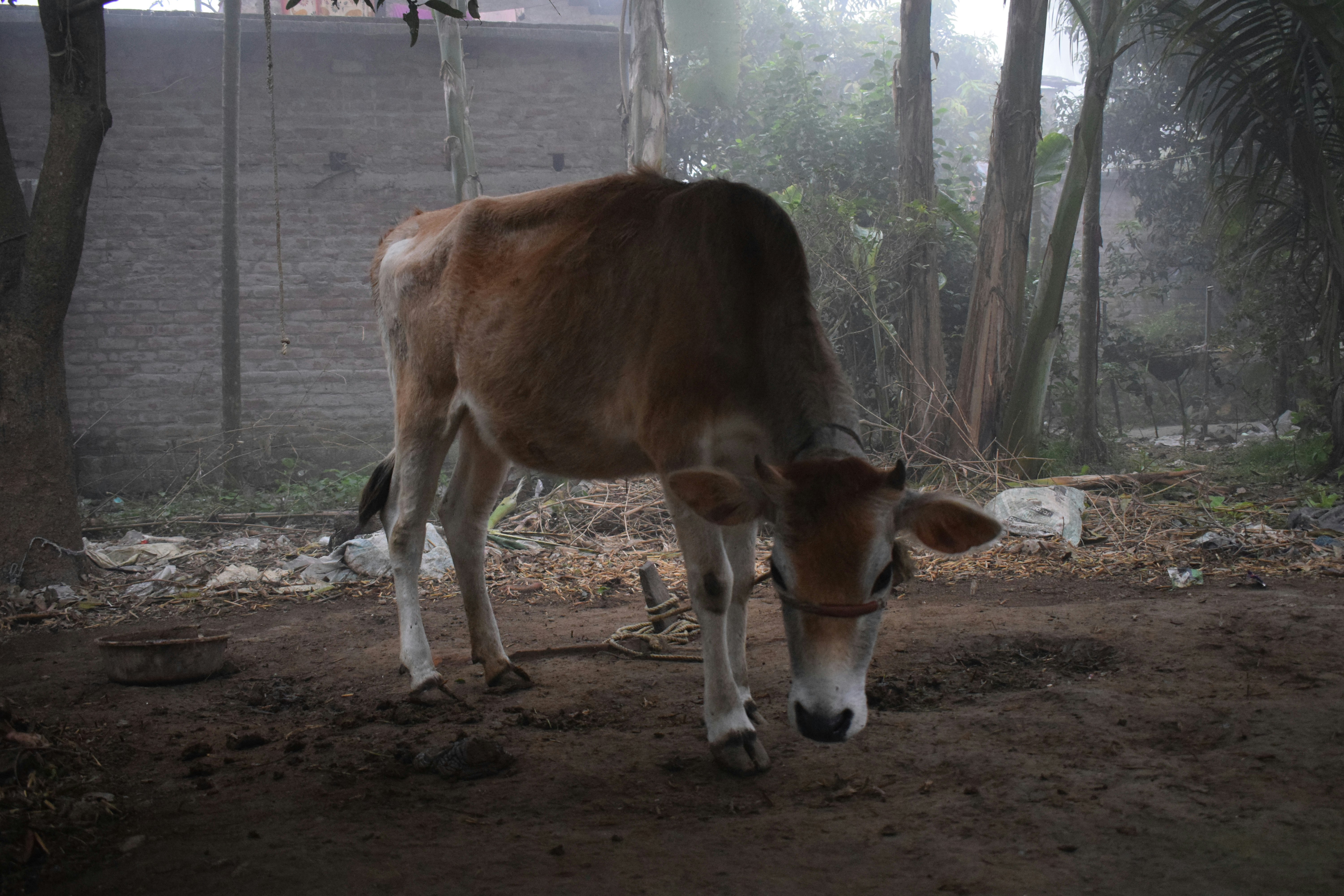 village cow