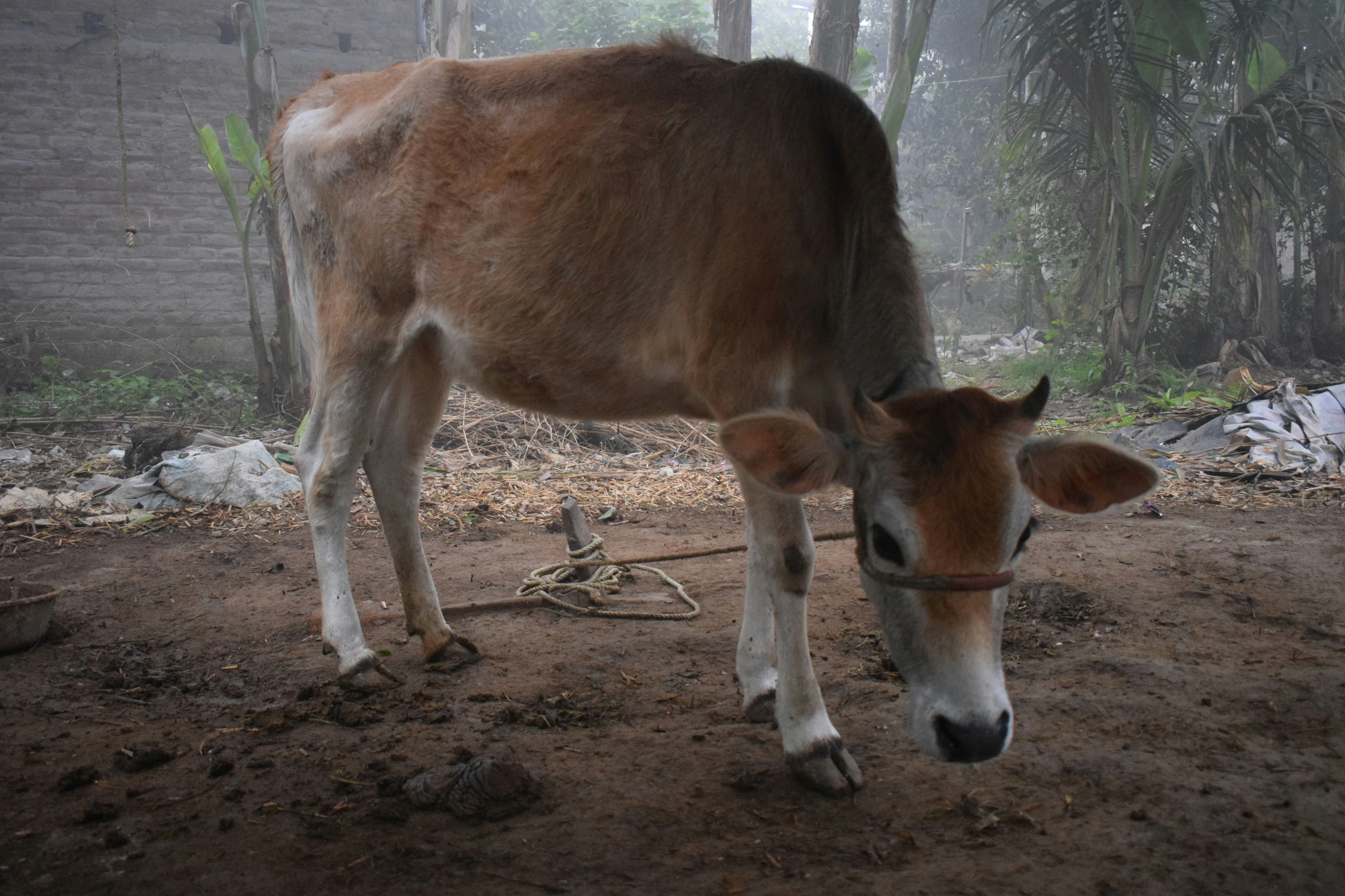 Haltered Cow Pauses to Nibble the Dirt in a Muddy Farmyard