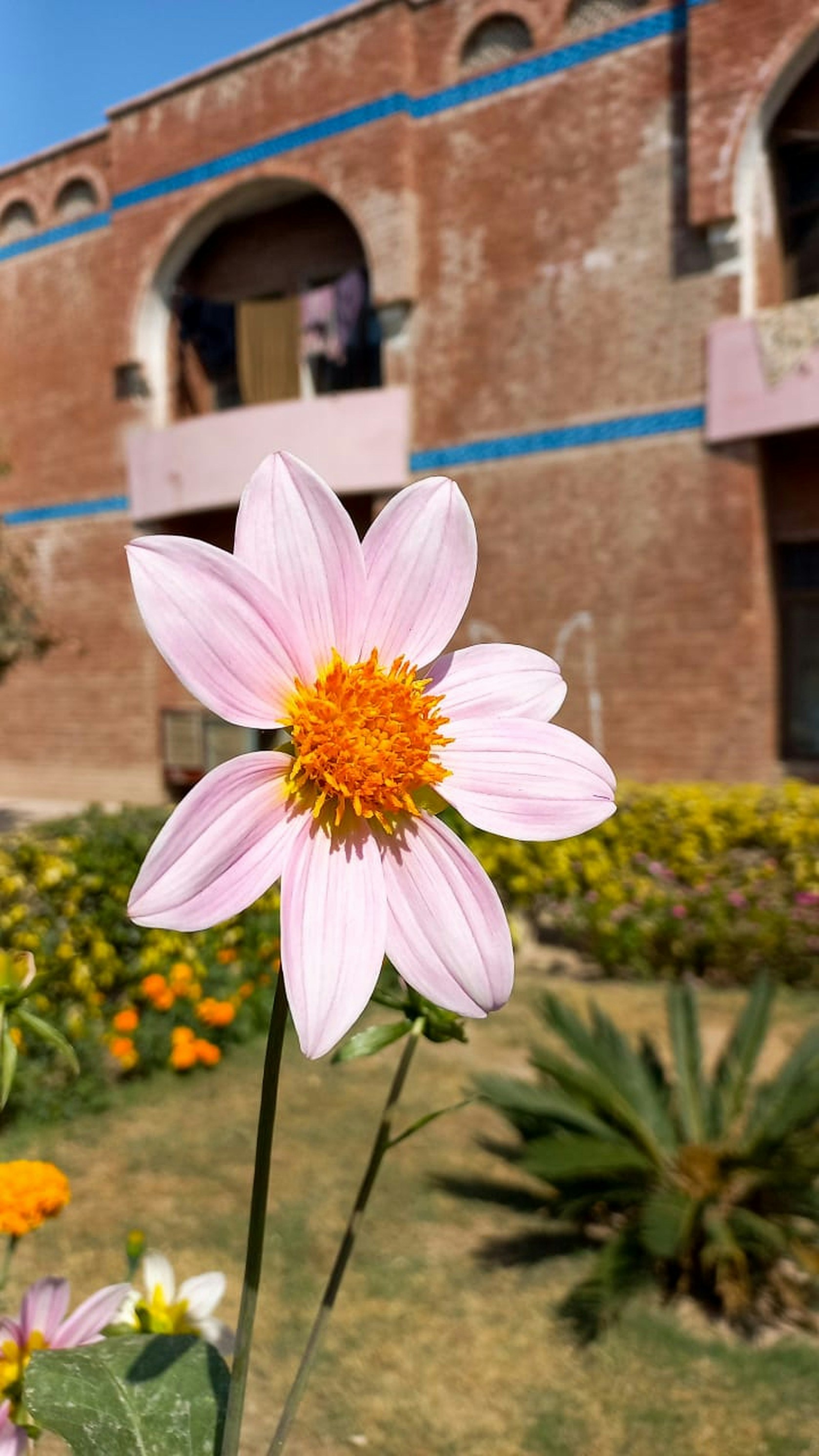 A pink flower in front of a brick building photo – Free Flower Image on ...