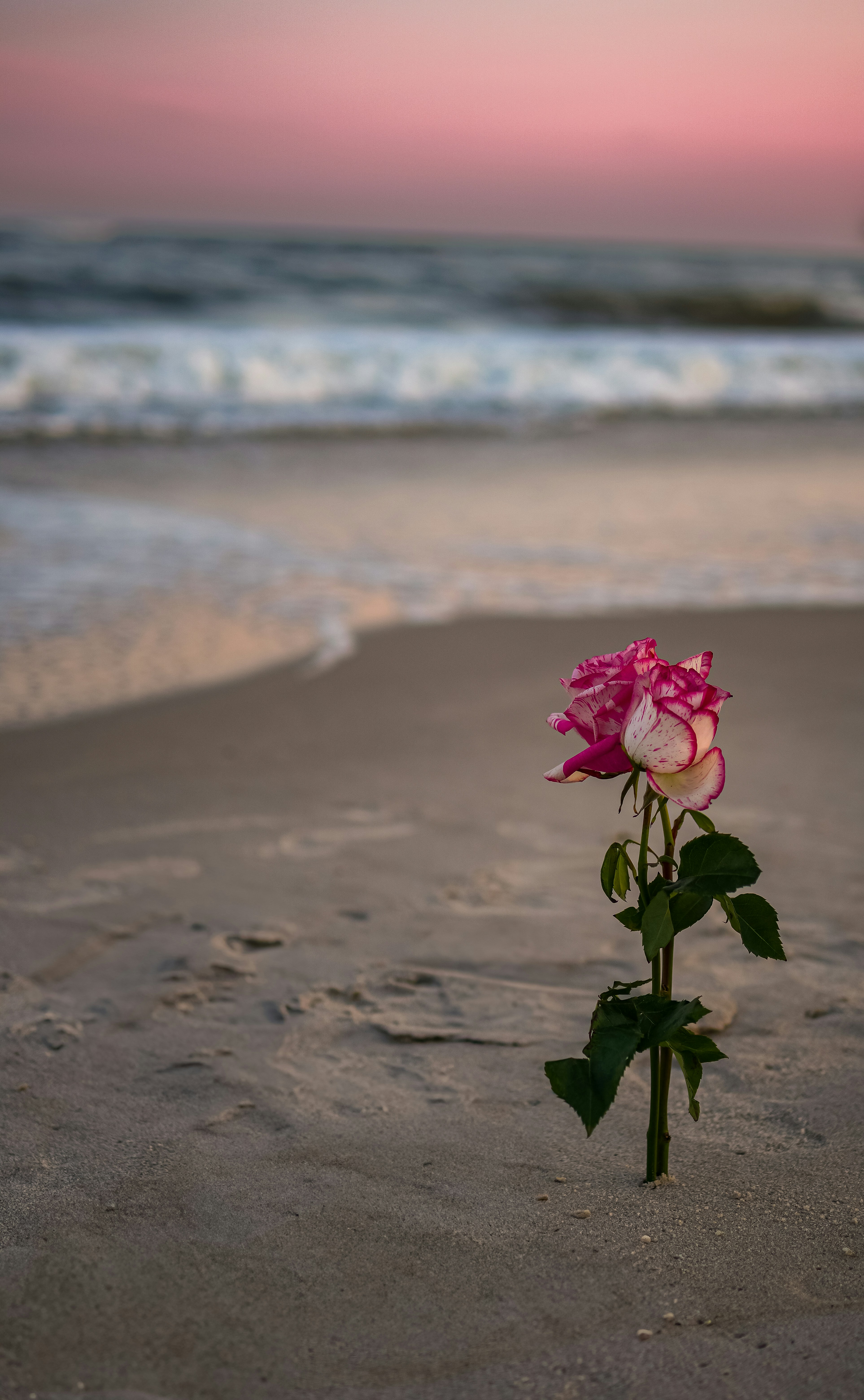 Rose on the Shore: A Pink-Tipped Bloom Standing Bold in Wet Sand