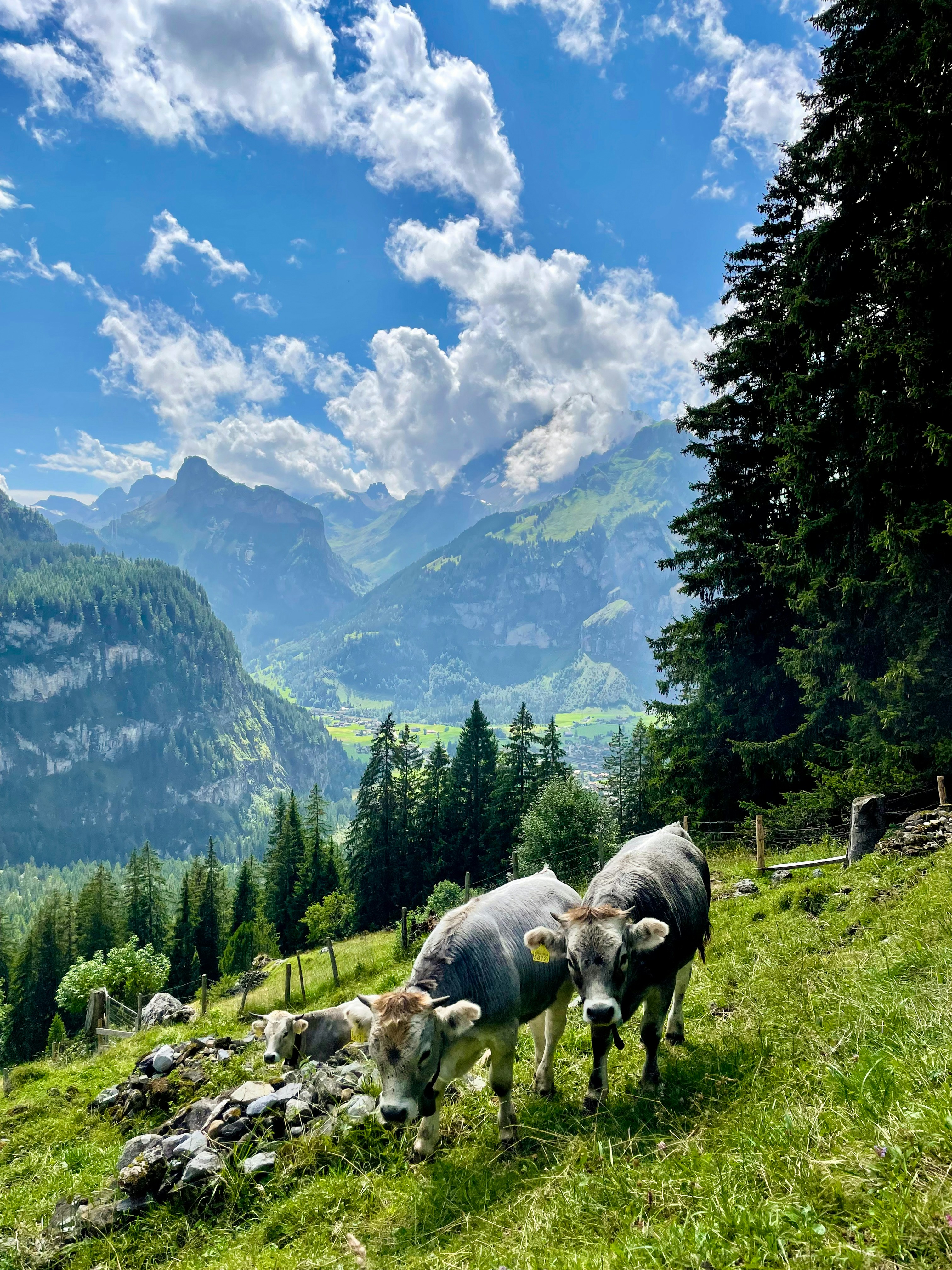 Pasture Parade: Cattle on a Mountain Trail