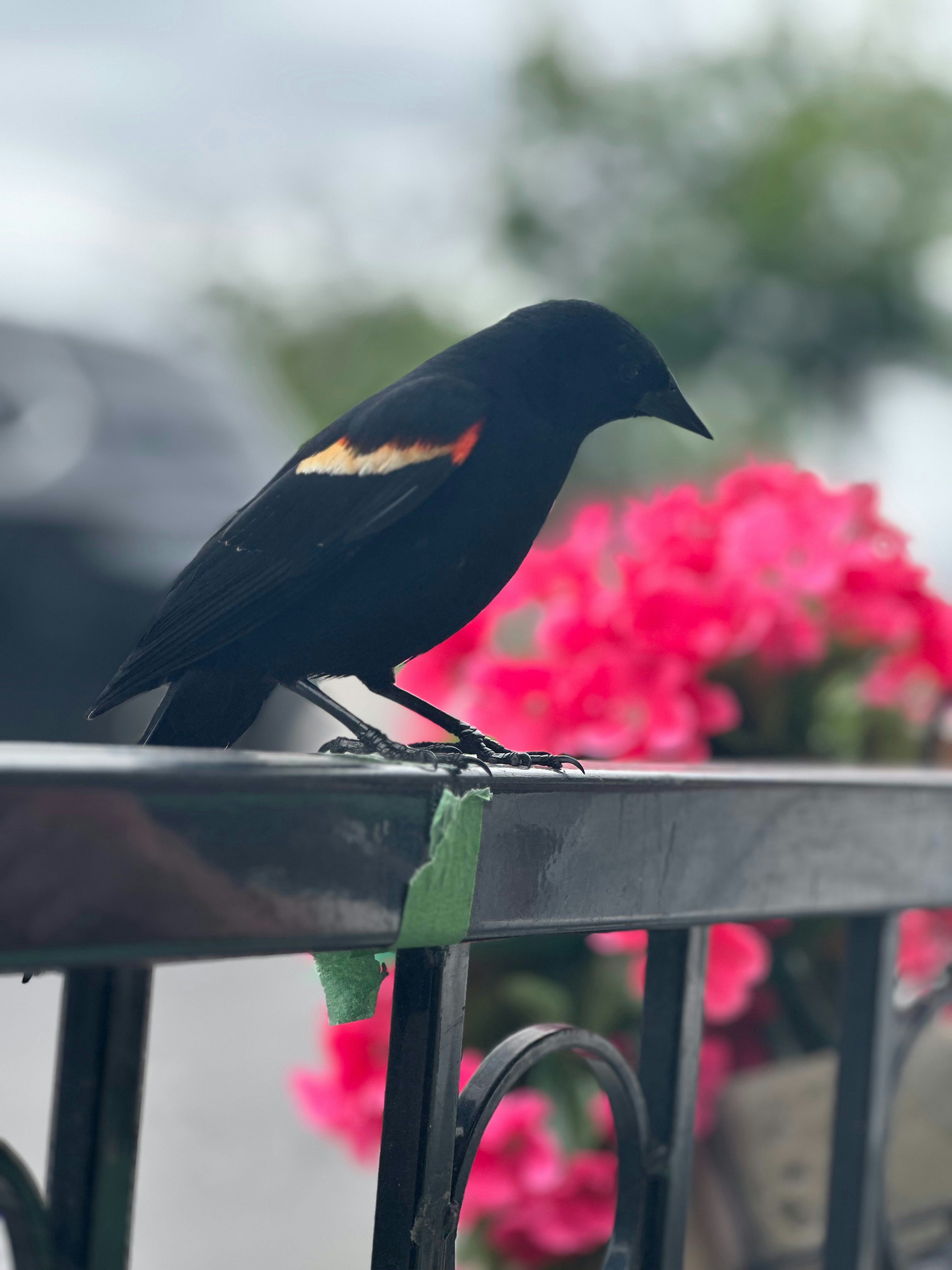 Red-winged Blackbird Perched by Fuchsia Blooms