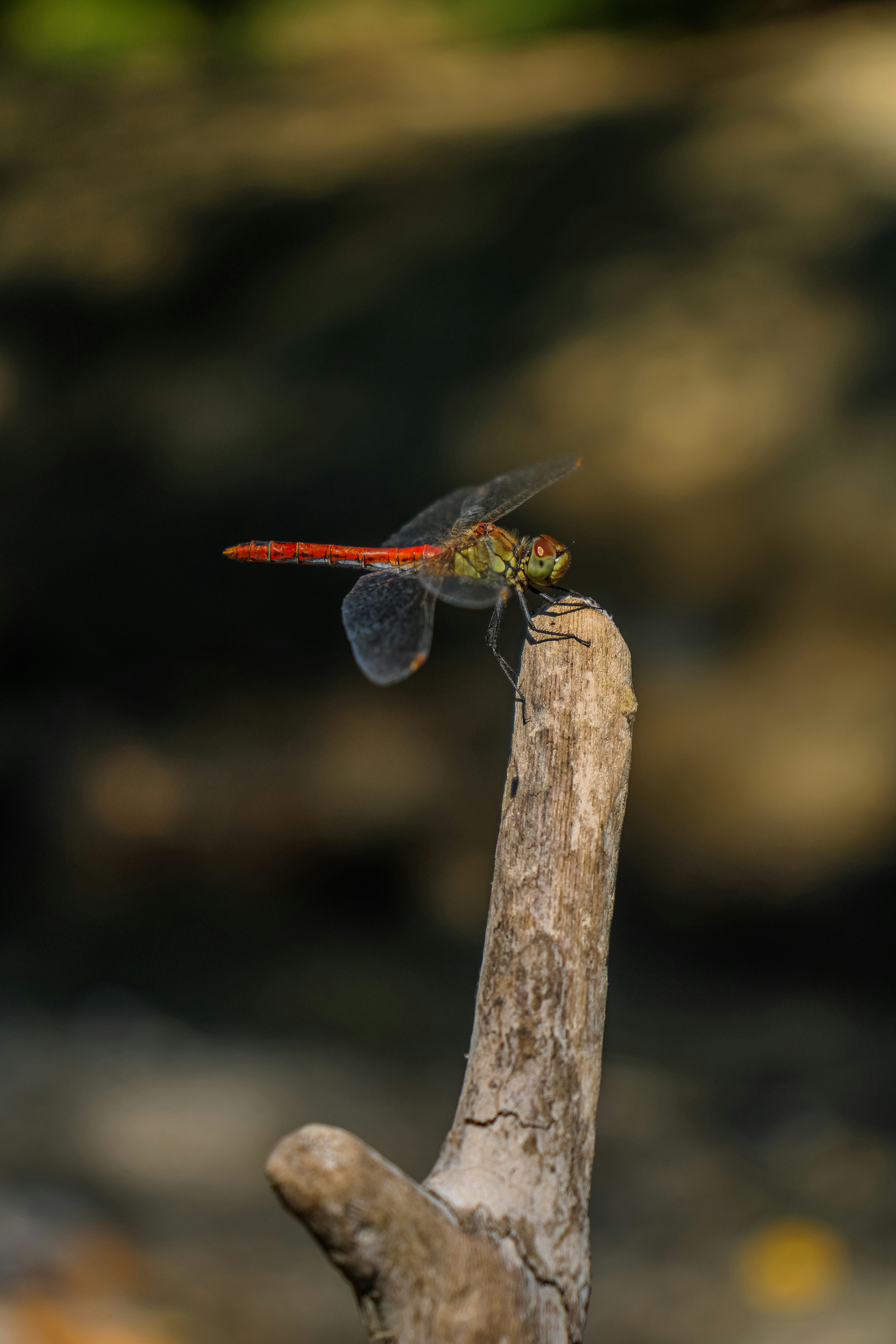 500+ photos de libellule | Télécharger des images gratuites sur Unsplash