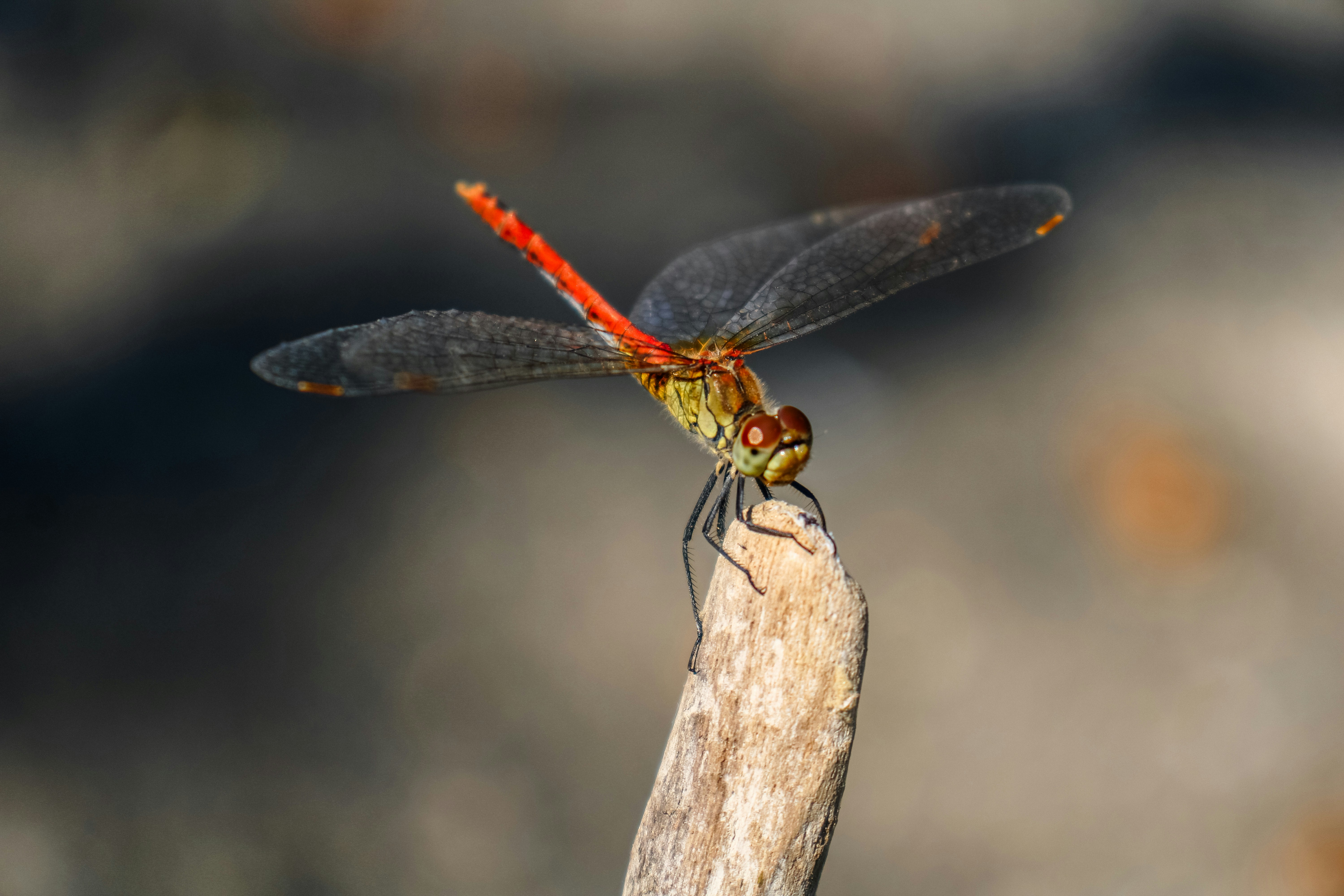 500+ photos de libellule | Télécharger des images gratuites sur Unsplash