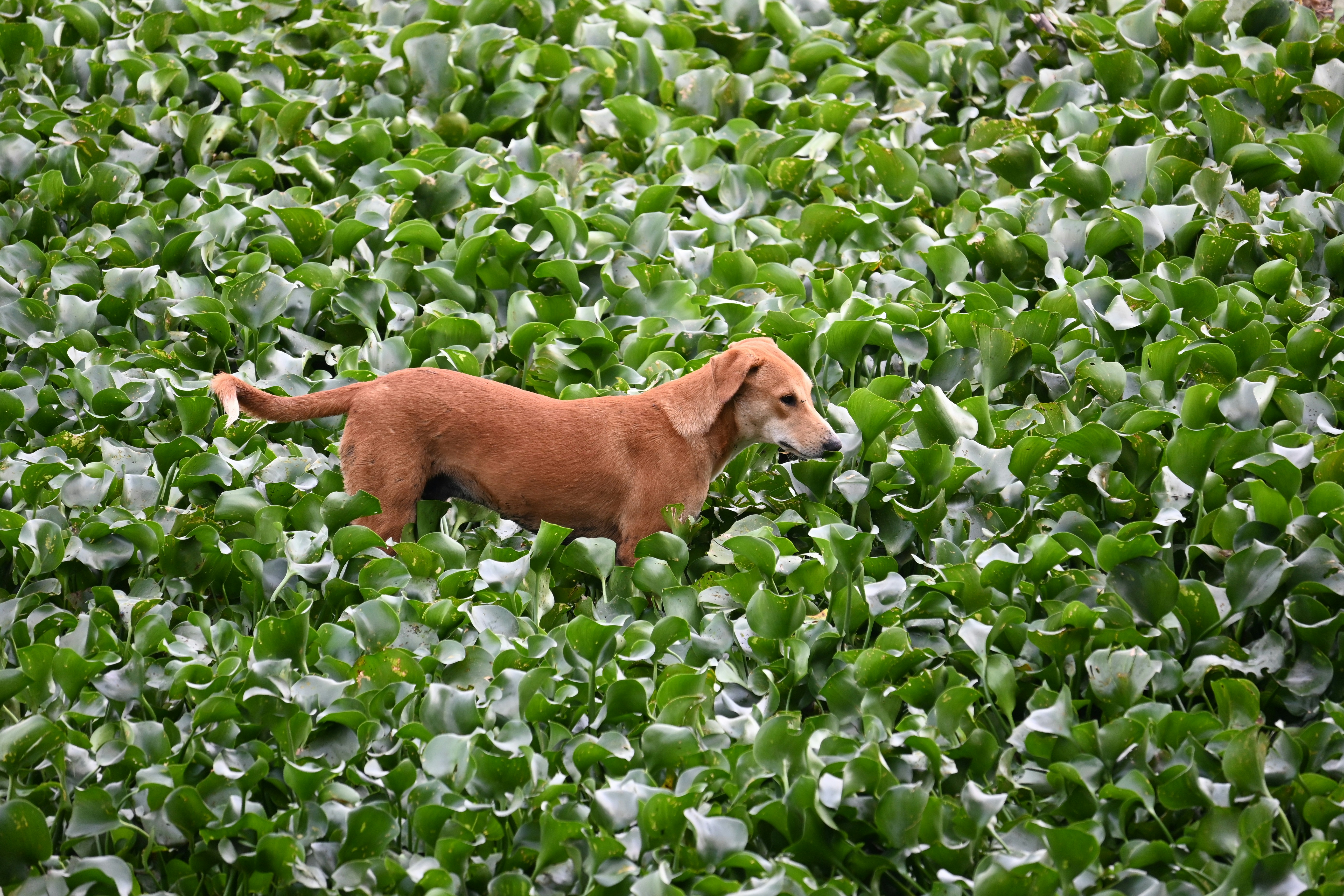 Emerald Carpet Crossing: A Brown Hound Traverses a Leafy Field