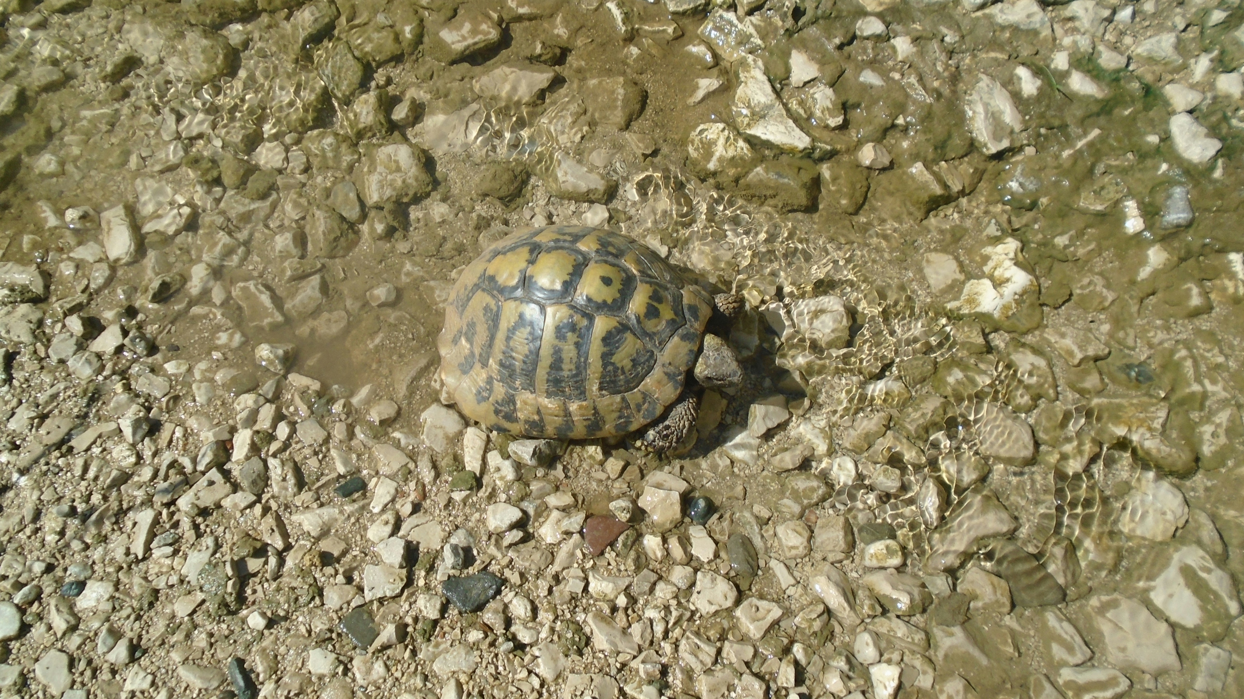 Close-up photograph of a turtle on a pebbled, muddy shoreline with a shallow pool of water nearby.