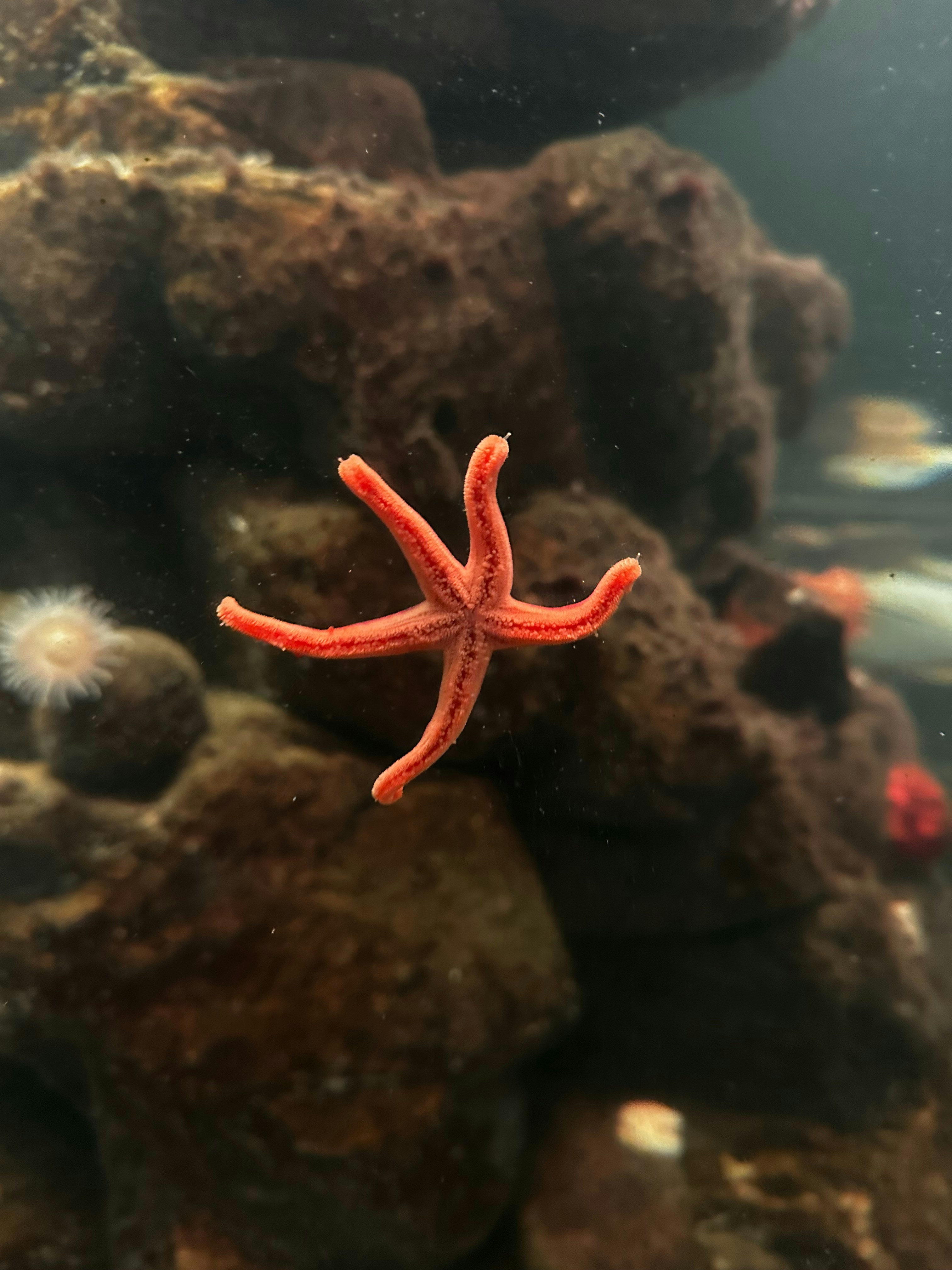 Ein roter Seestern schwimmt im Wasser Foto – Kostenloses Bild zum Thema ...