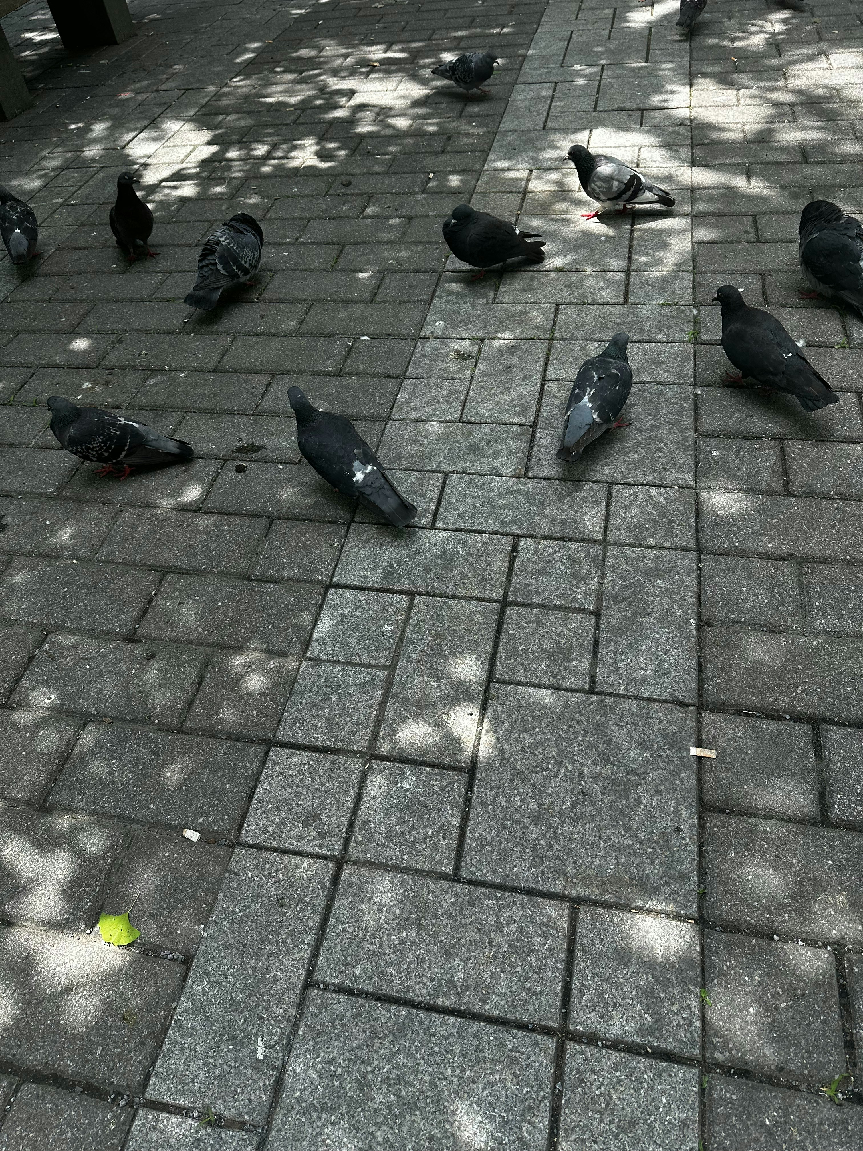 Pigeons on a Sun-Dappled Tile: A Quiet Urban Moment