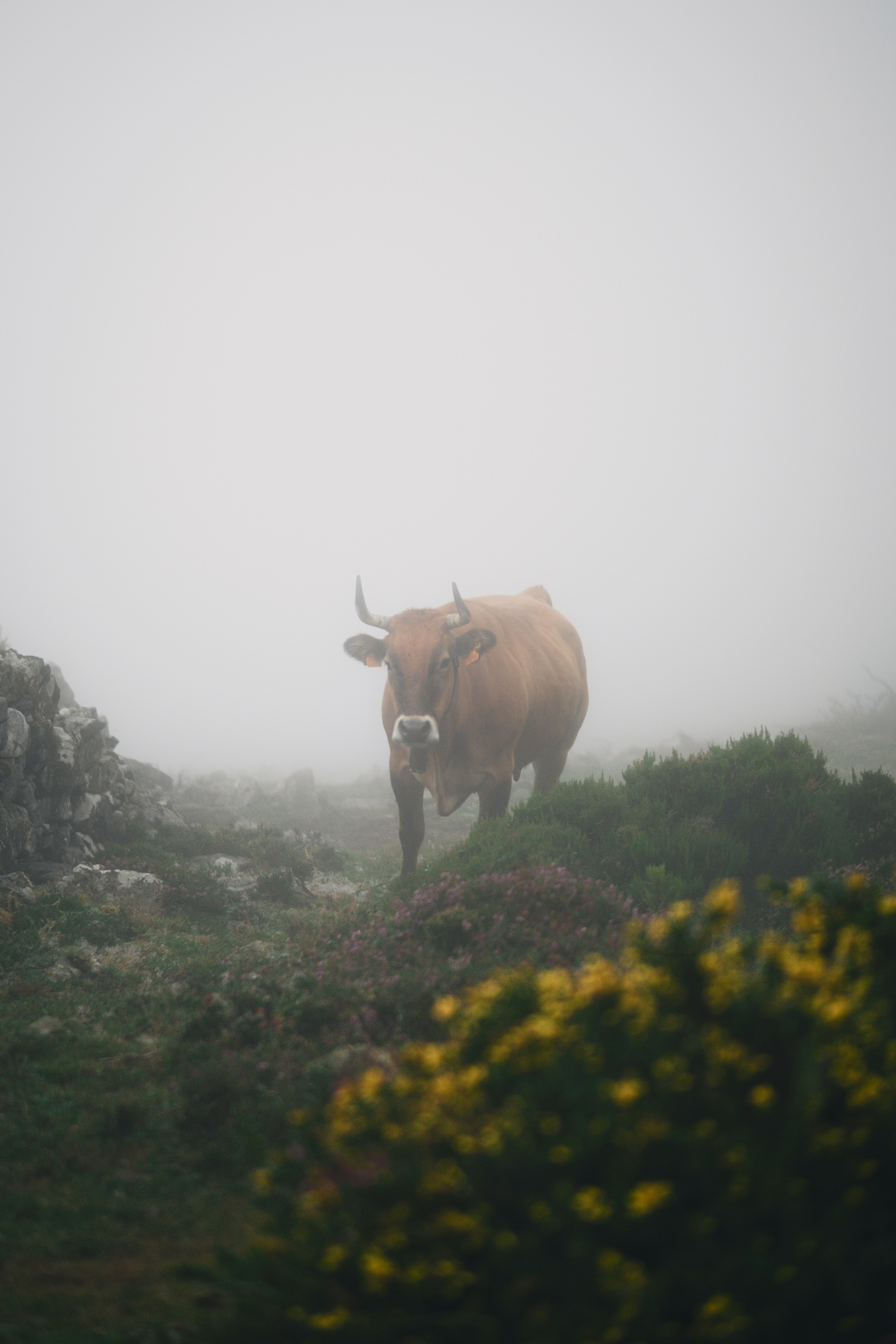 Way of St James, Asturias, Spain