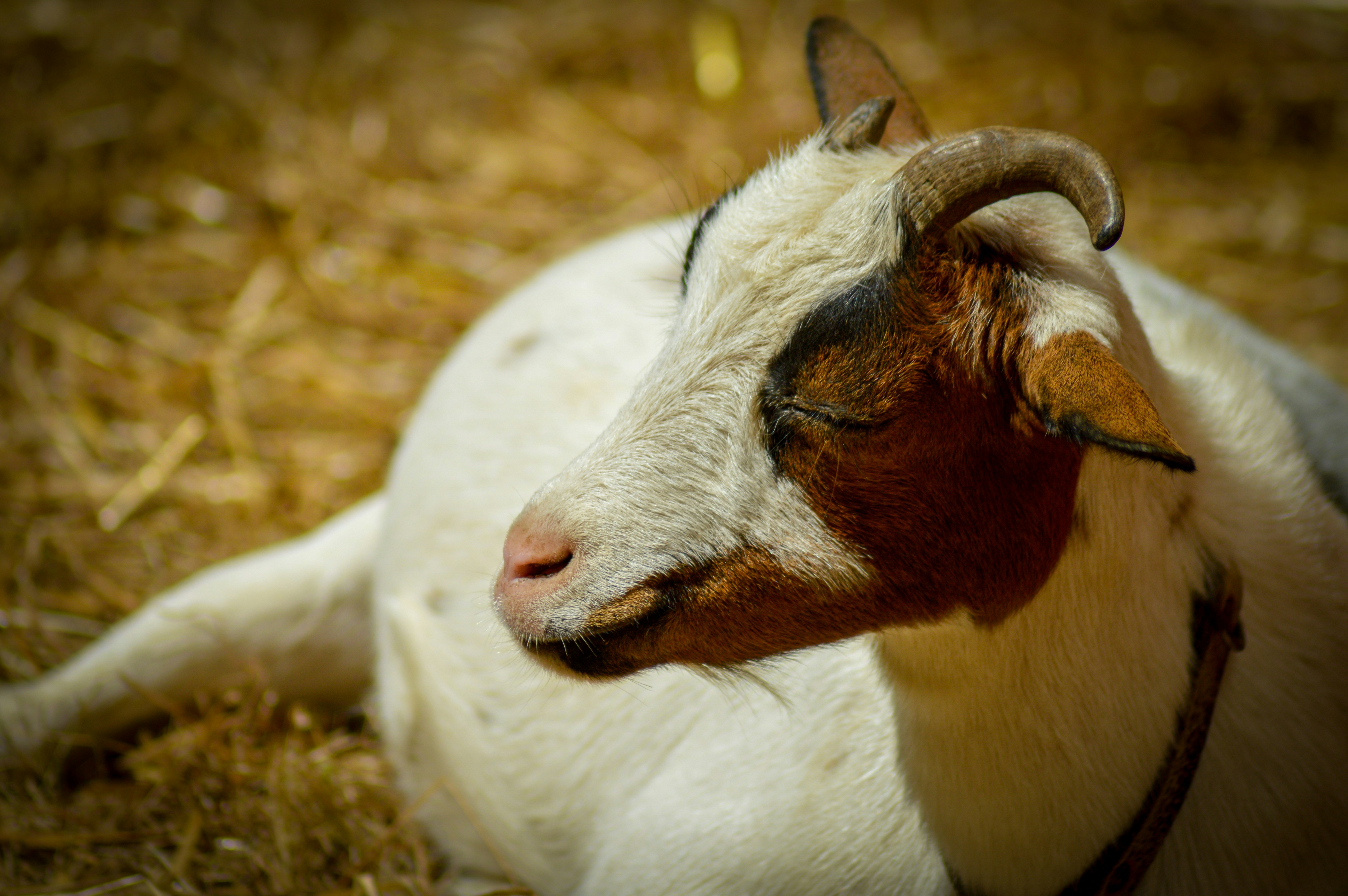 Una cabra marrón y blanca acostada encima de un campo de hierba seca ...
