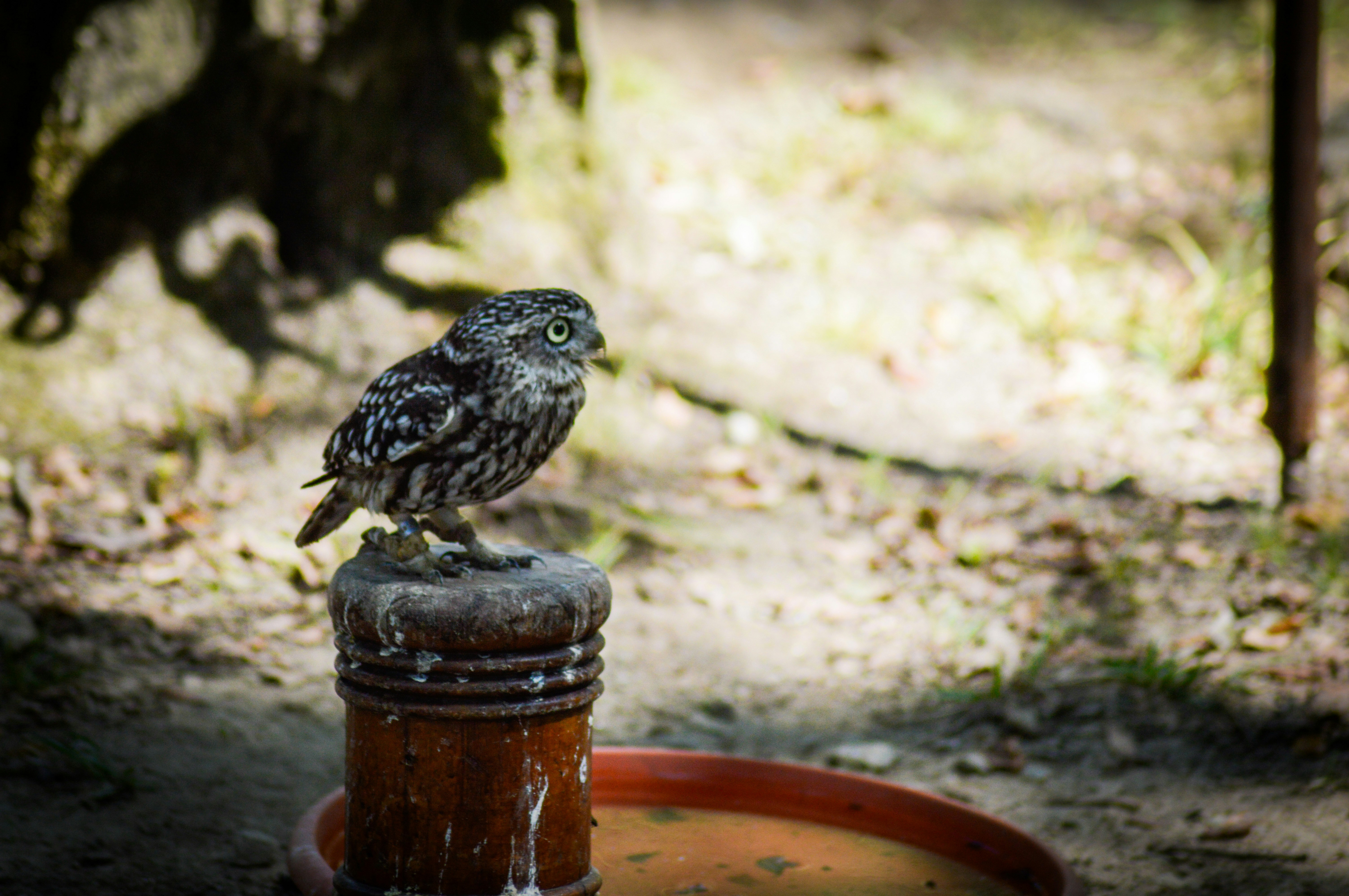 Little Owl on a Porcelain Pillar