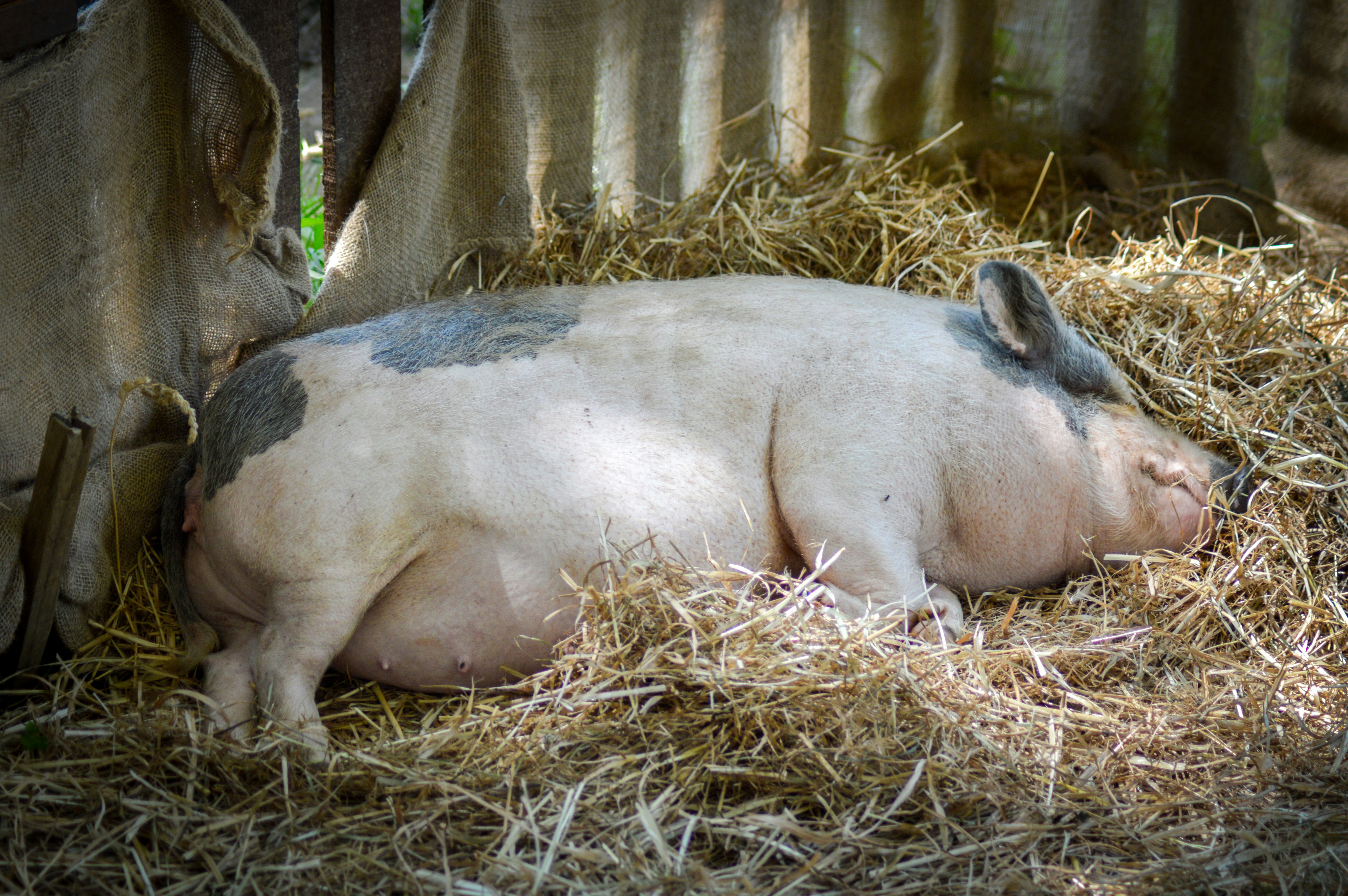 A small pig laying on top of a pile of hay photo – Free Pig Image on ...