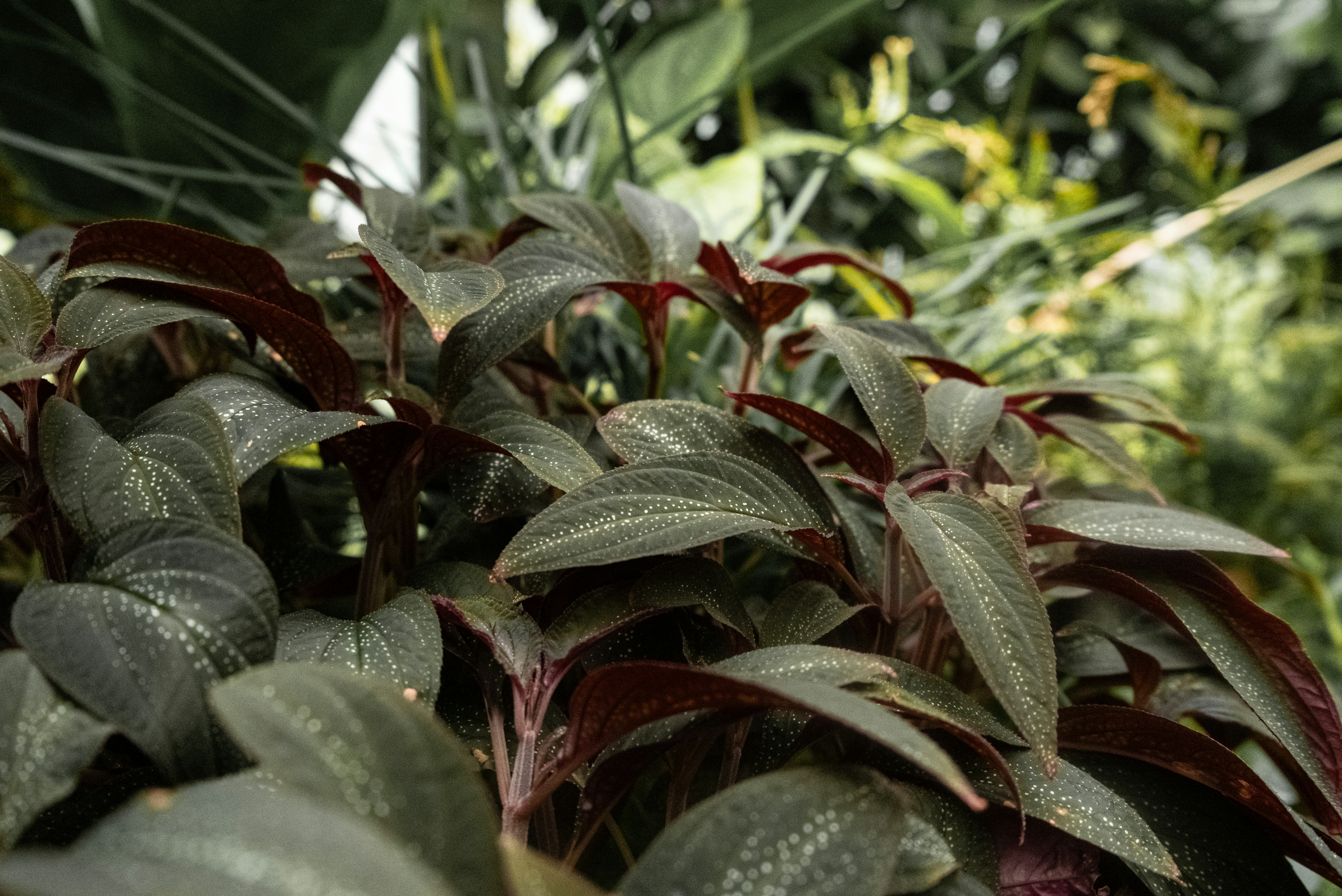 Dew-kissed Burgundy Leaves: A Macro Portrait of Quiet Foliage