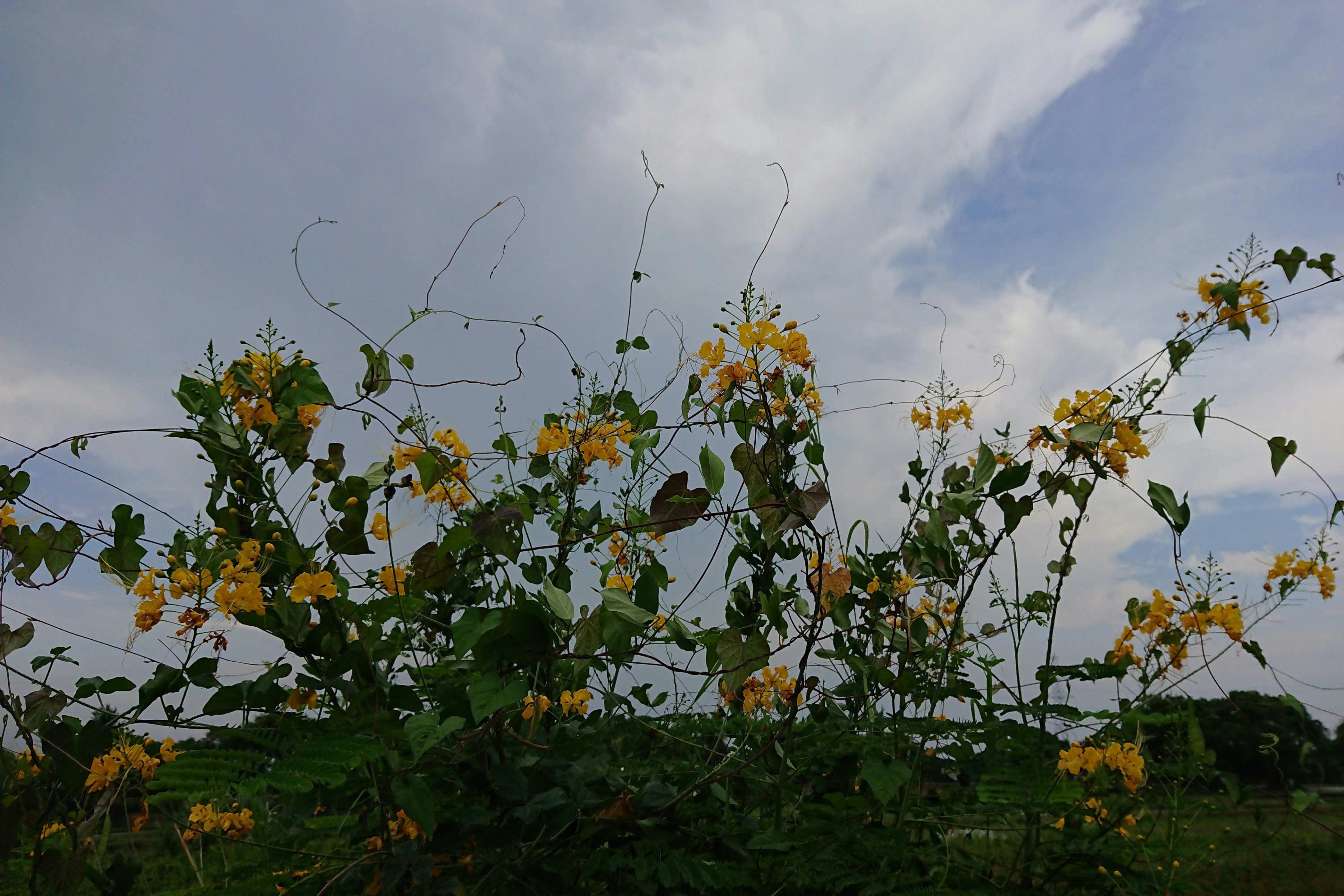 Amber Climbers Reach Toward a Wind-Swept Sky