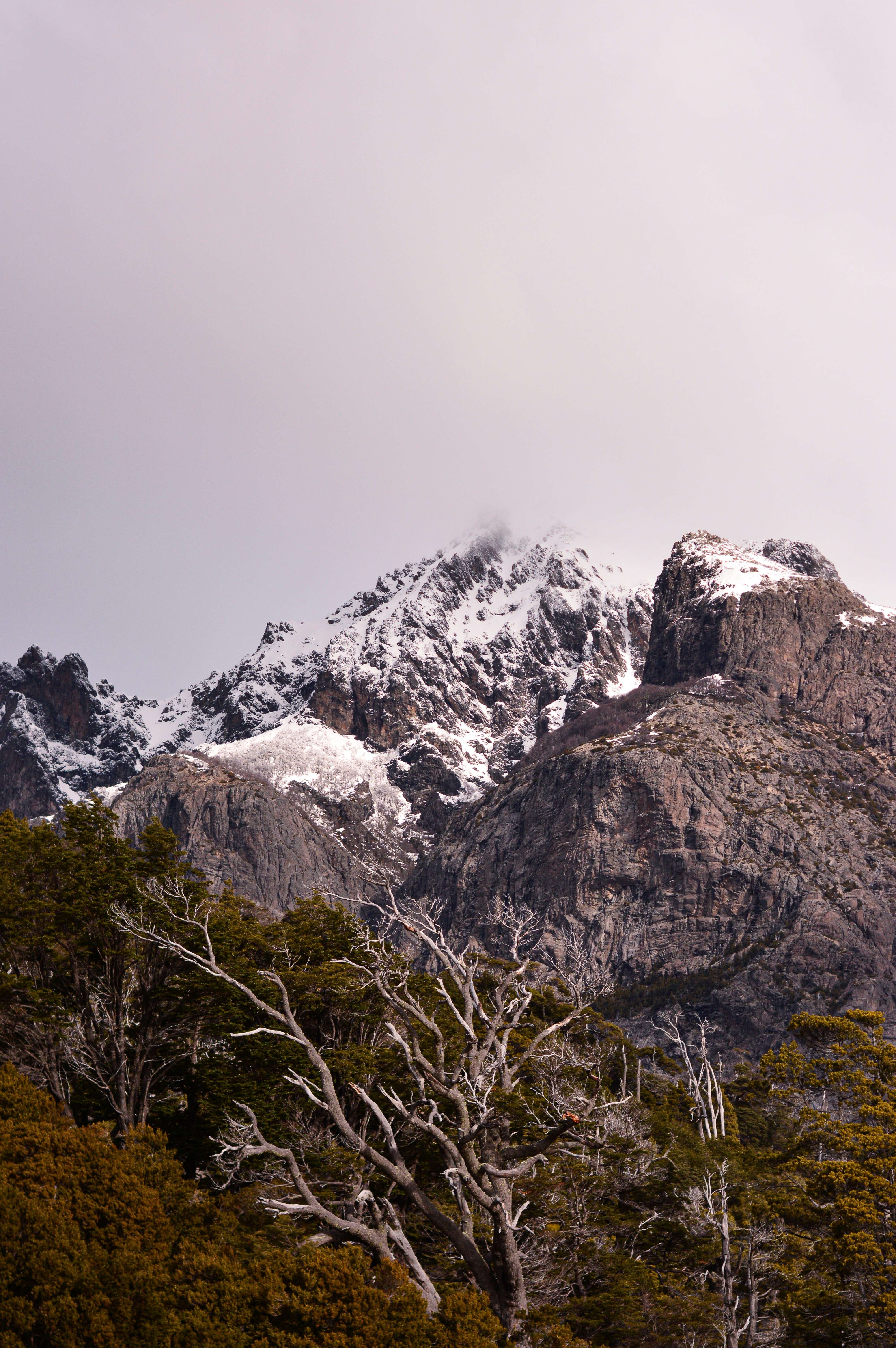 Crown of Snow: A Quiet Ridge Rising Beyond Gnarled Pines