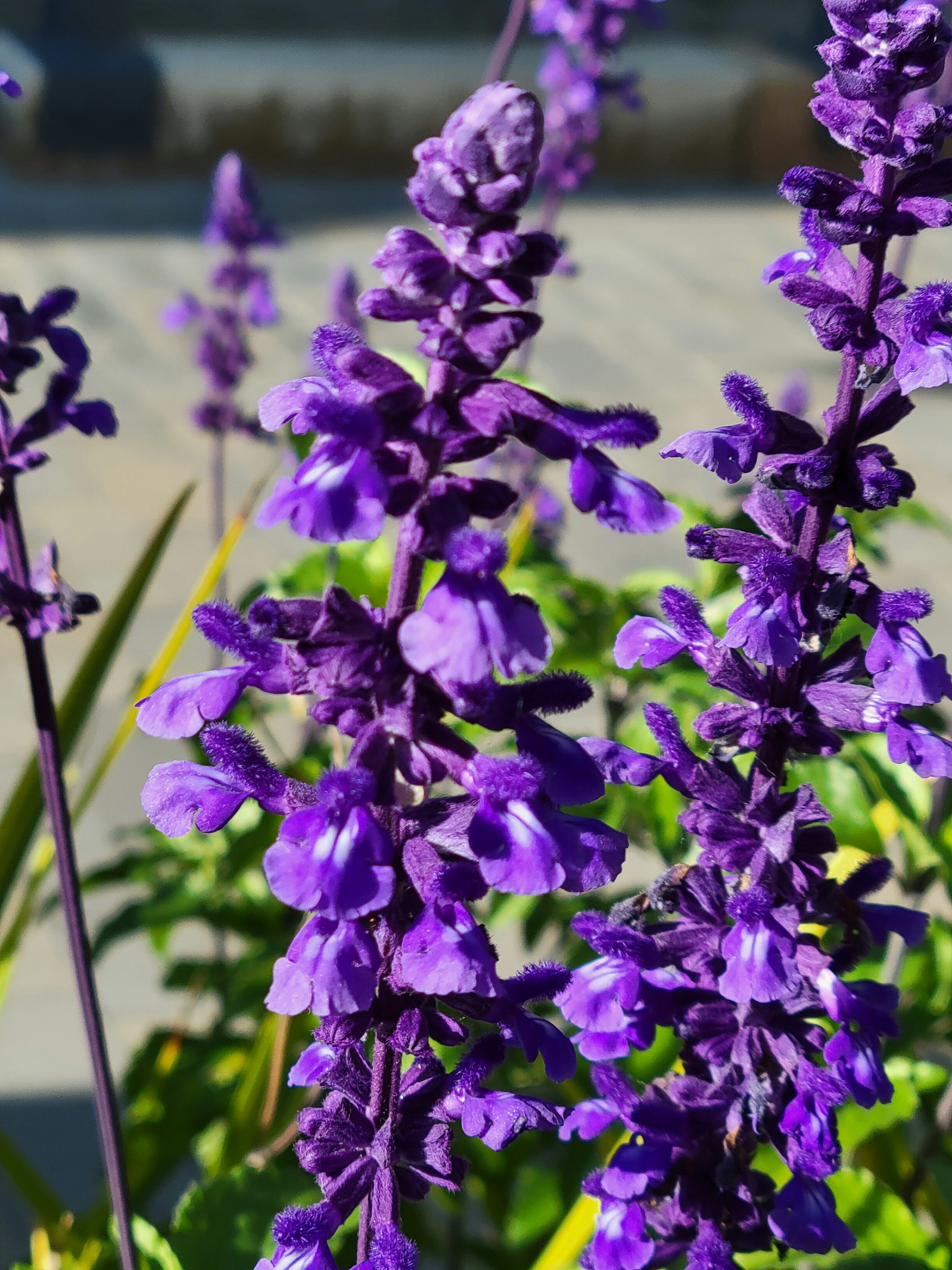 A bunch of purple flowers in a gardenHaripriya K