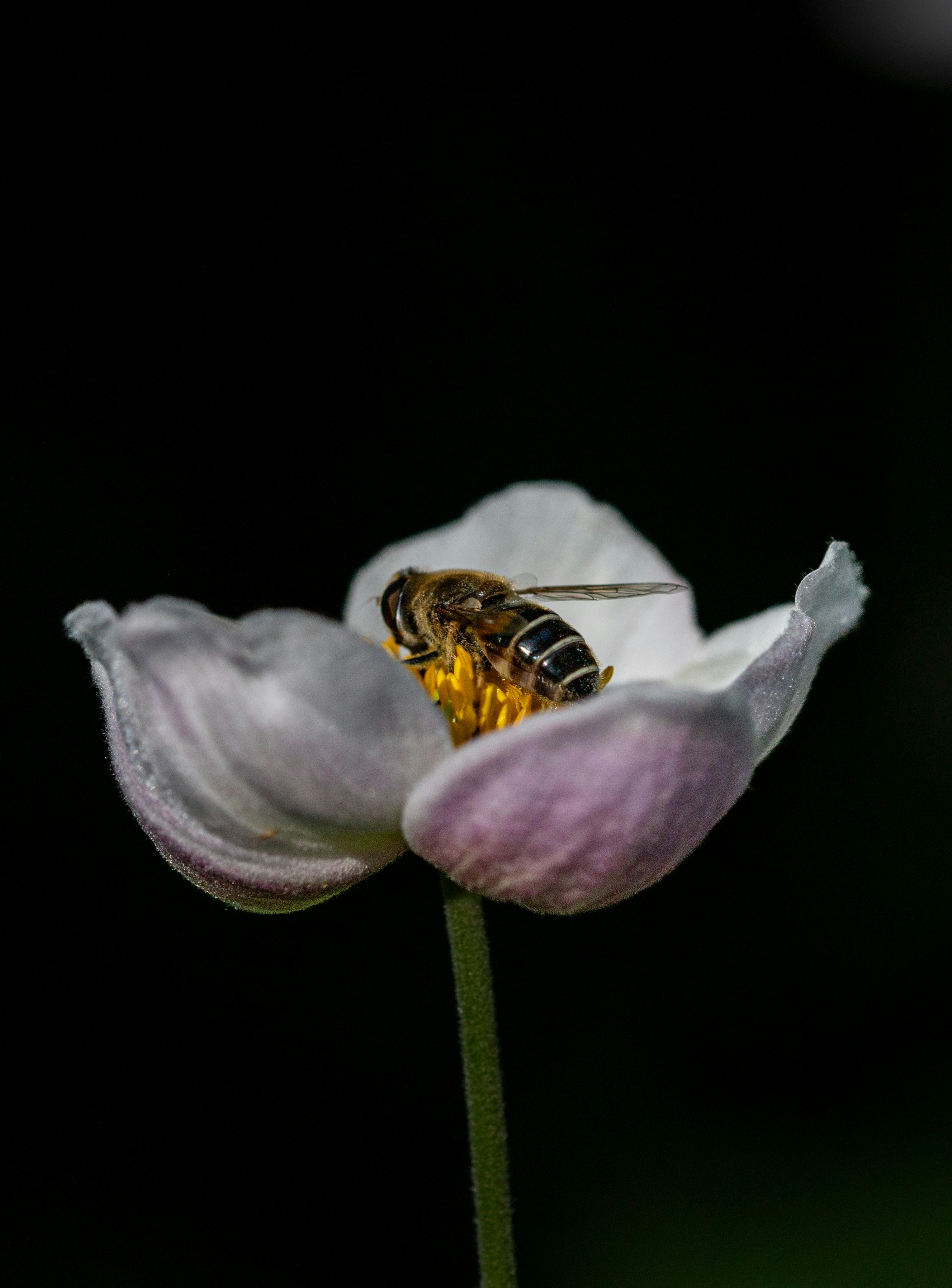 A solitary bee drinks from a pale purple blossom against a velvet-dark backdrop