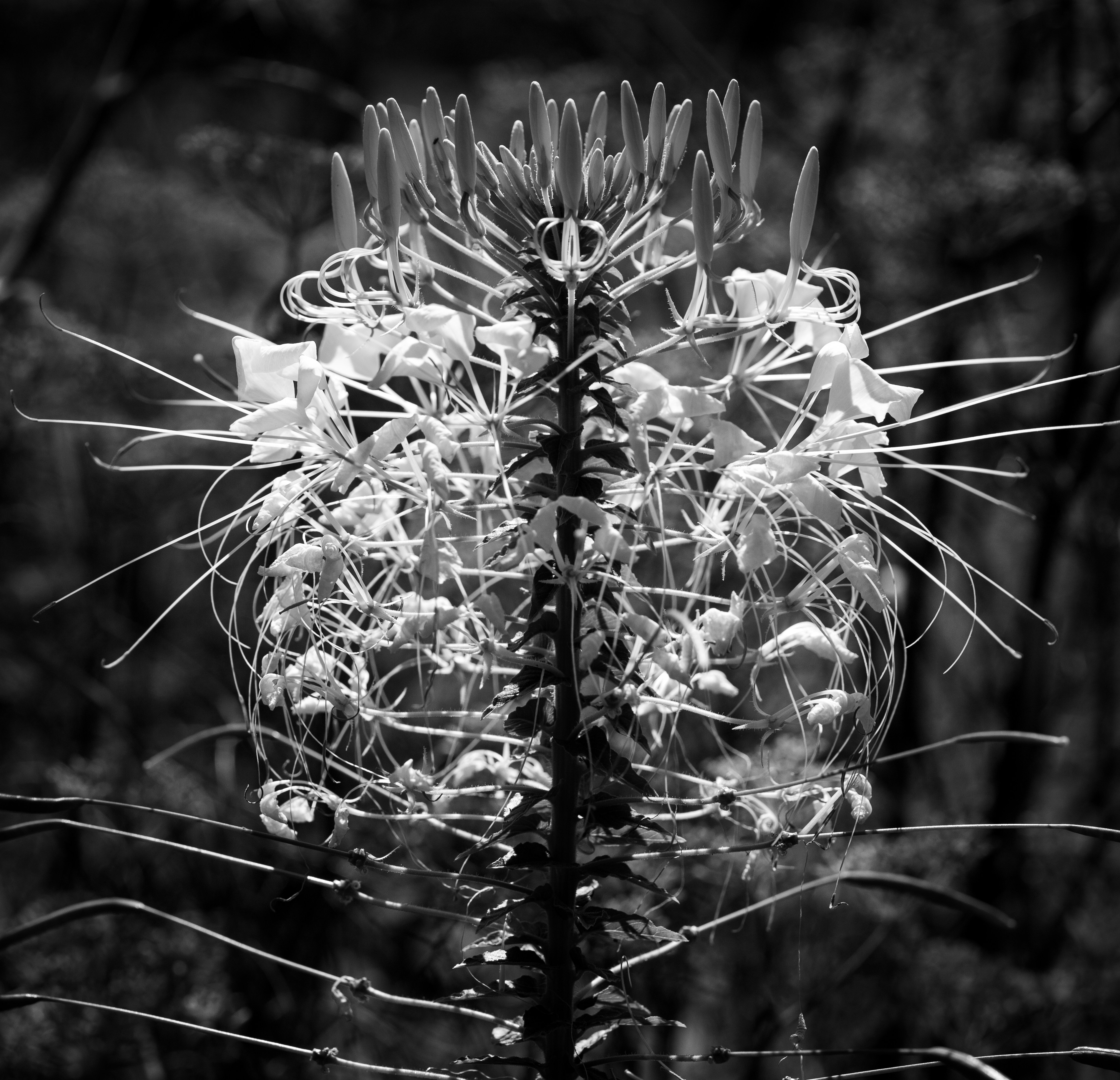 Intricate Bloom: a spherical, thread-like flower in monochrome