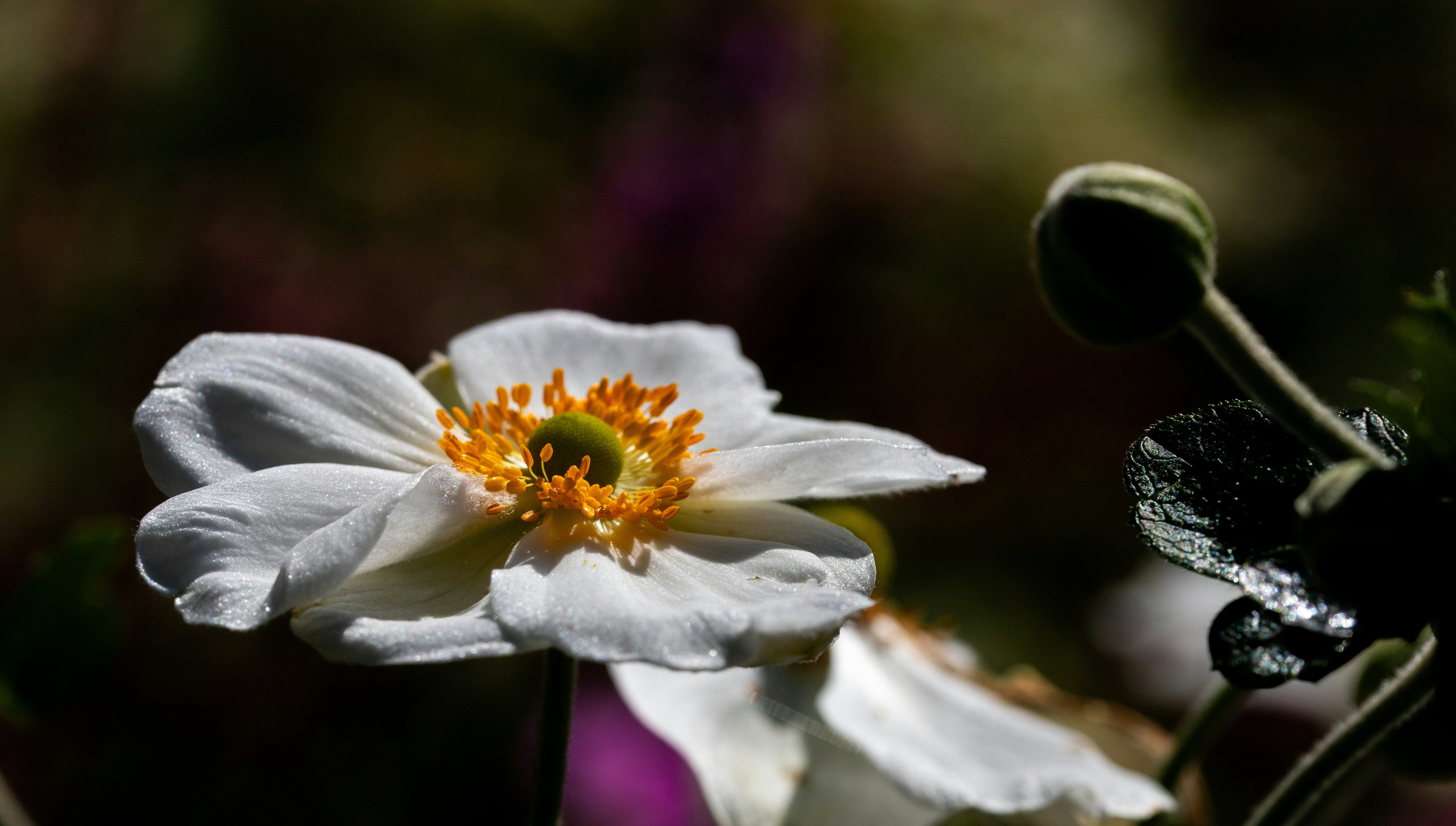 Petal Spotlight: White Anemone Against a Velvet Garden