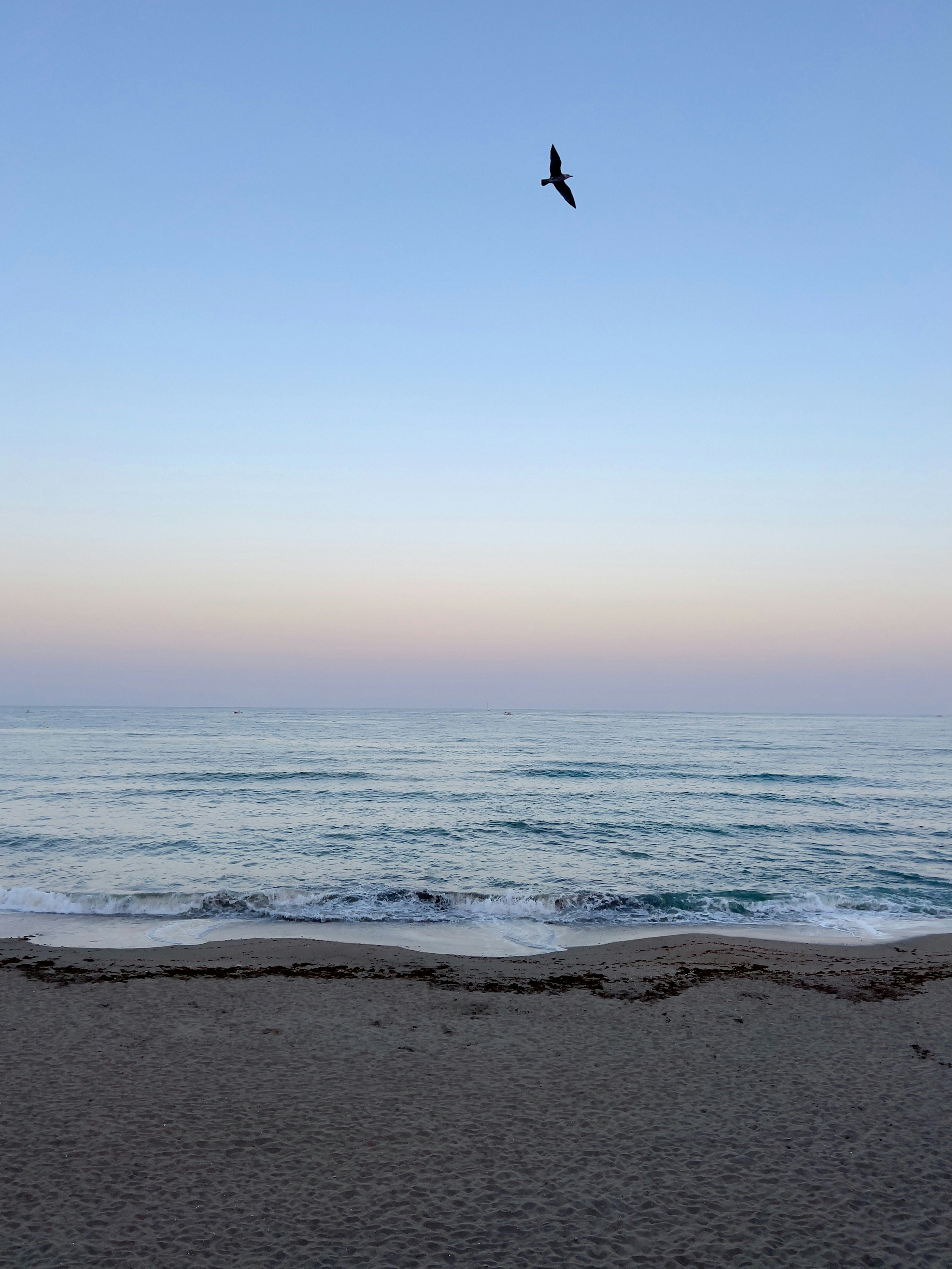 Lone Seabird Over a Pastel Horizon at the Quiet Shore