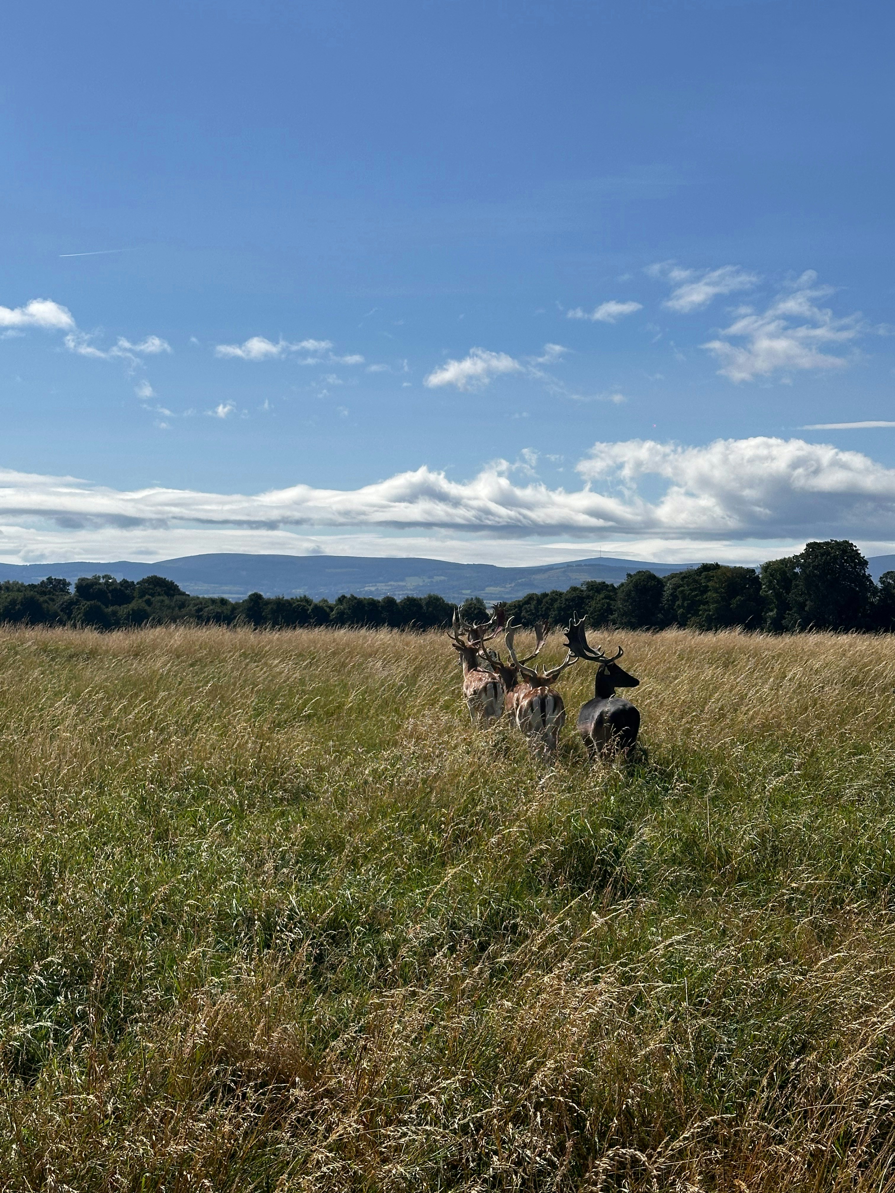 A herd of deer standing on top of a grass covered field