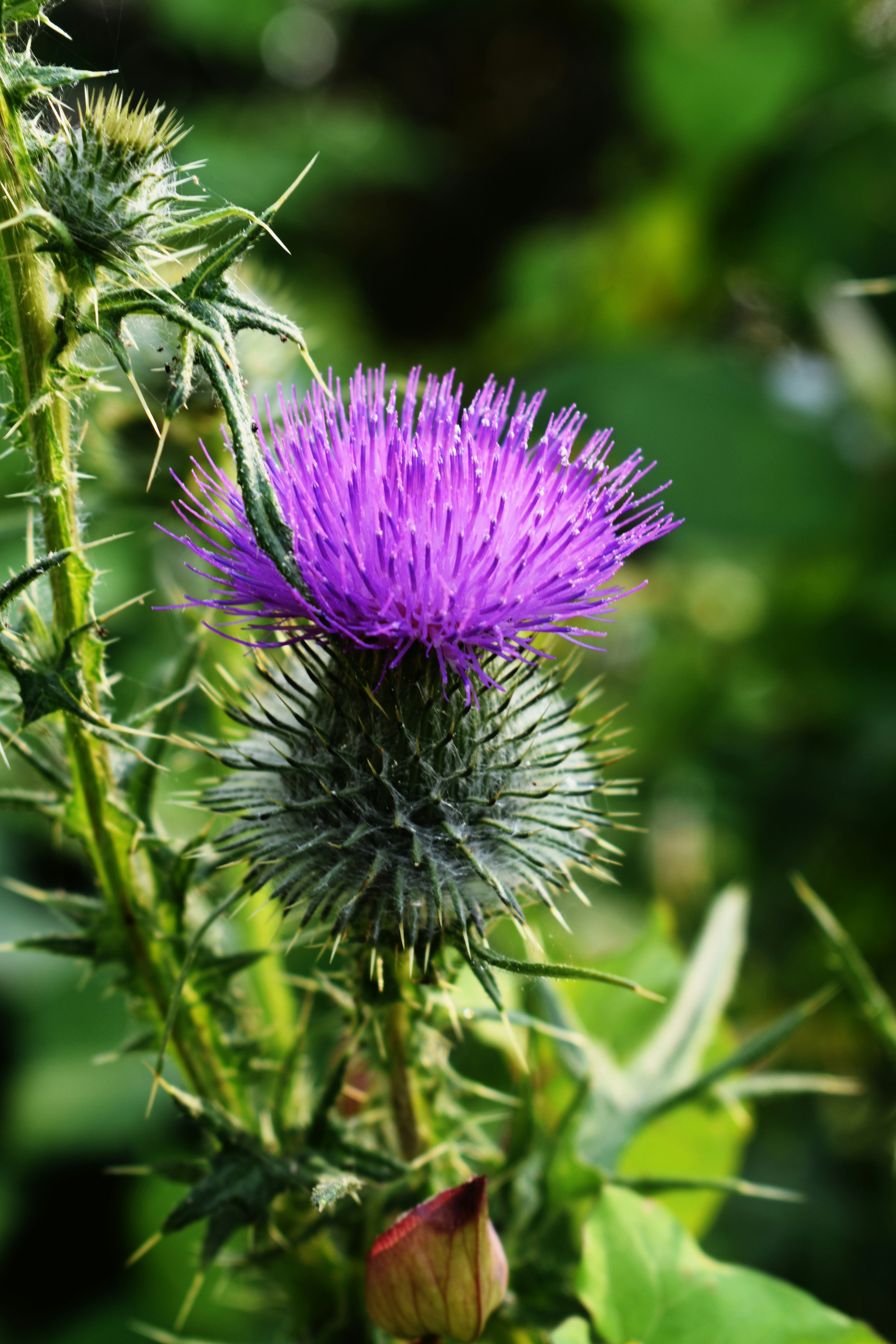 A close up of a purple flower on a plant photo – Free Surrey Image on ...