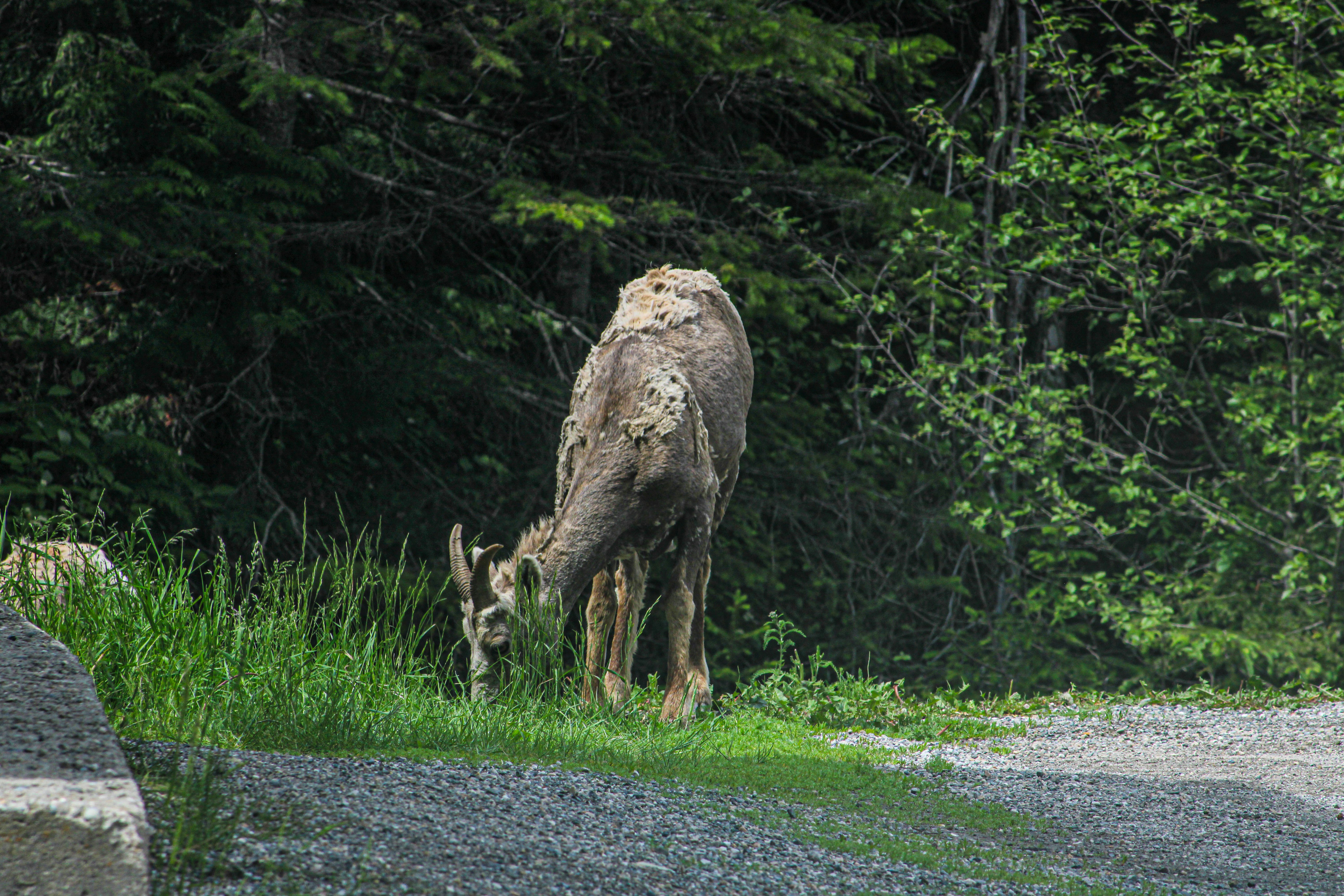 Grazing in Dappled Shade: A Deer Quietly Feeds by a Gravel Path