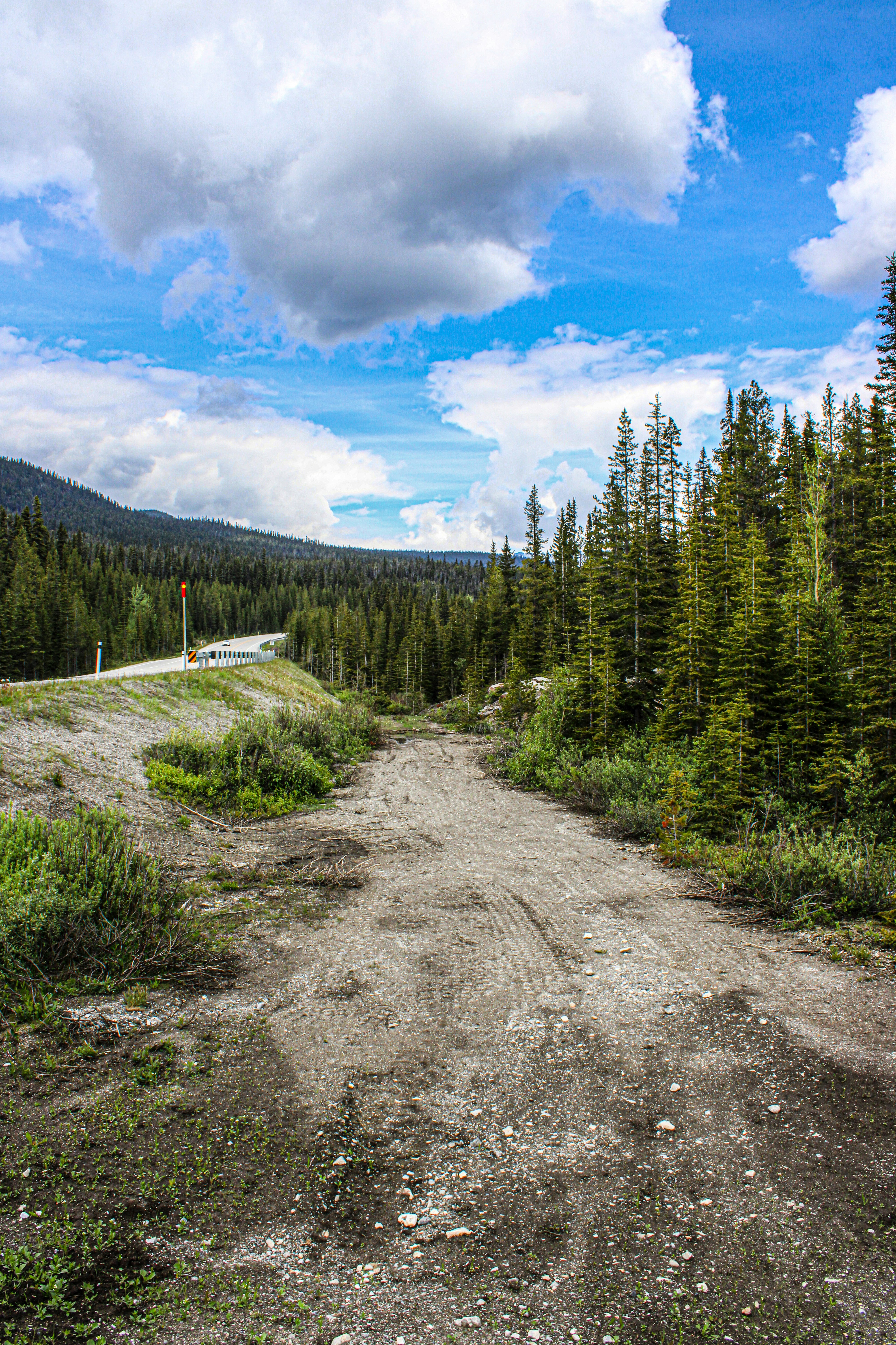 Dusty Alpine Road Toward a Pine Forest Horizon Under a Bright Sky
