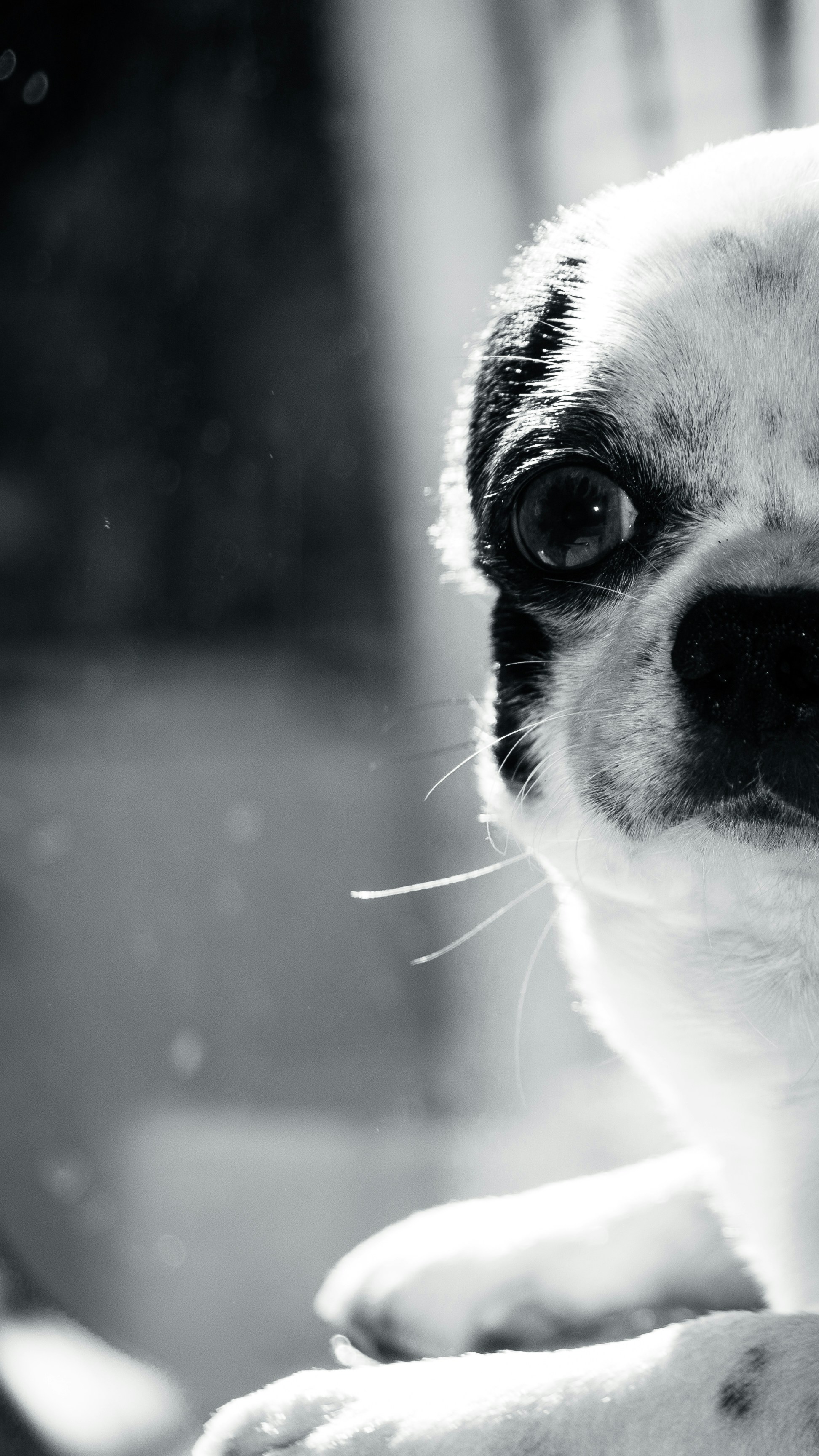 Through the Glass, a Puppy's Curious Gaze