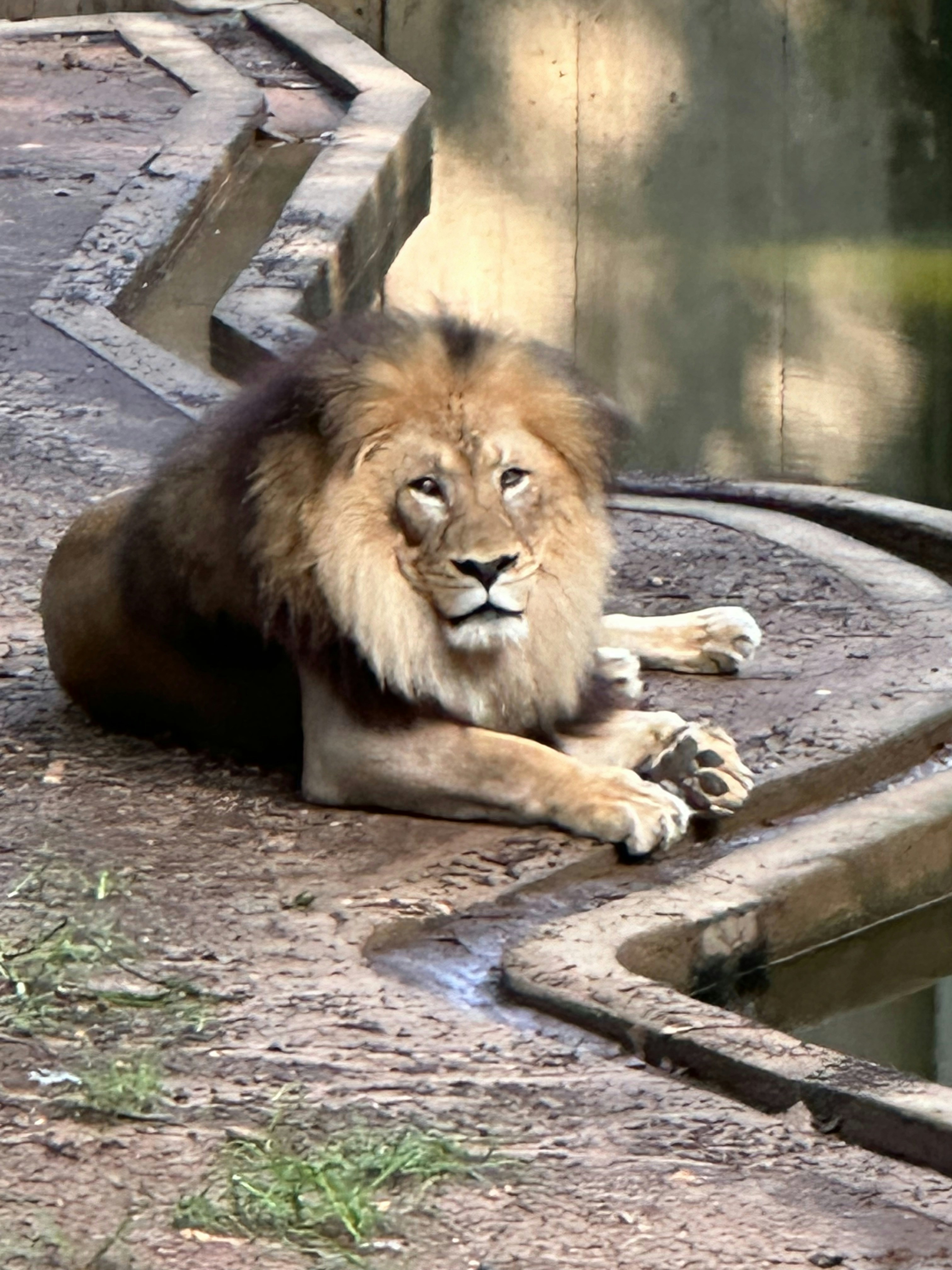 Regal Gaze on the Stone Path by Quiet Water