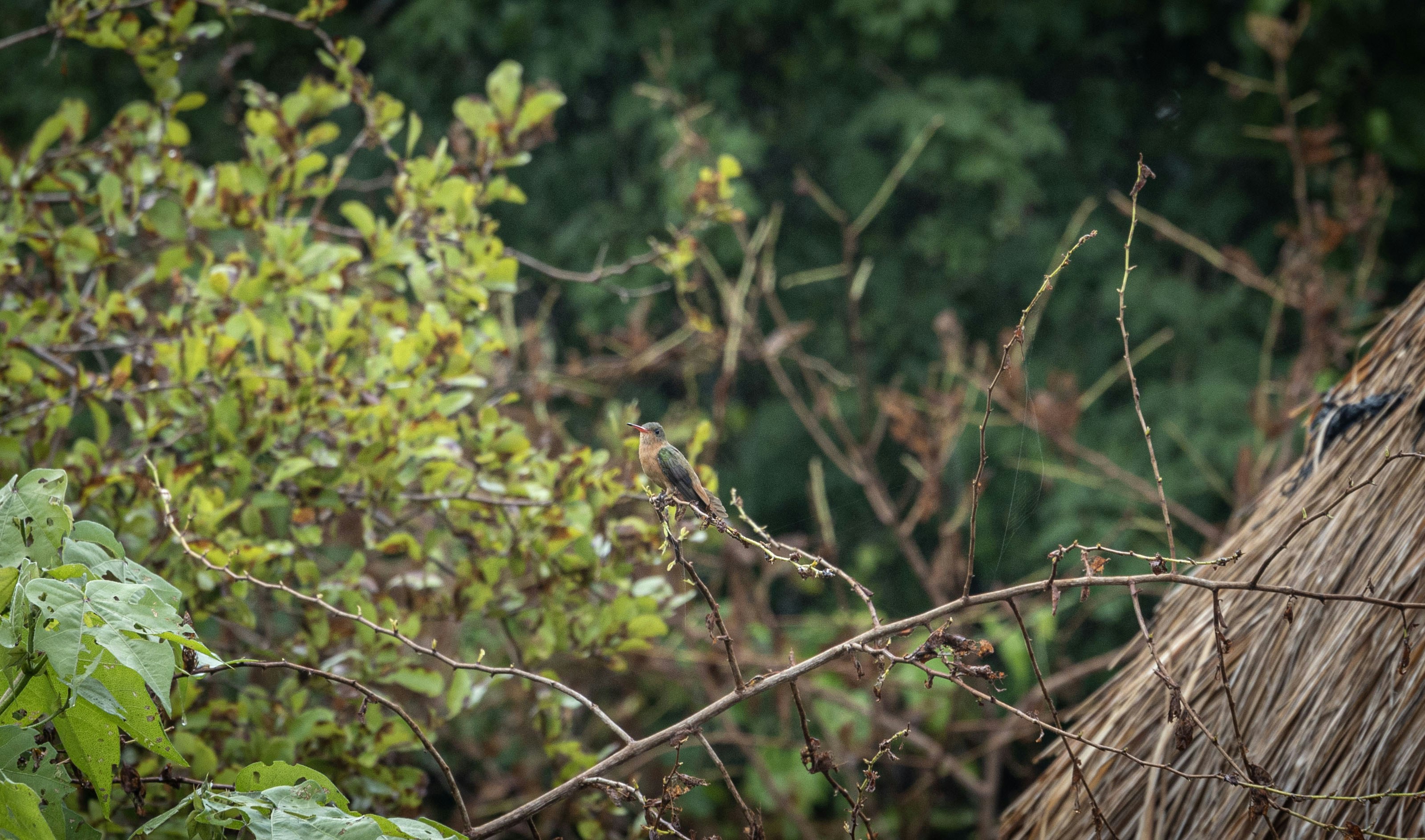 Photo by Alfonso Betancourt with Canon EOS R