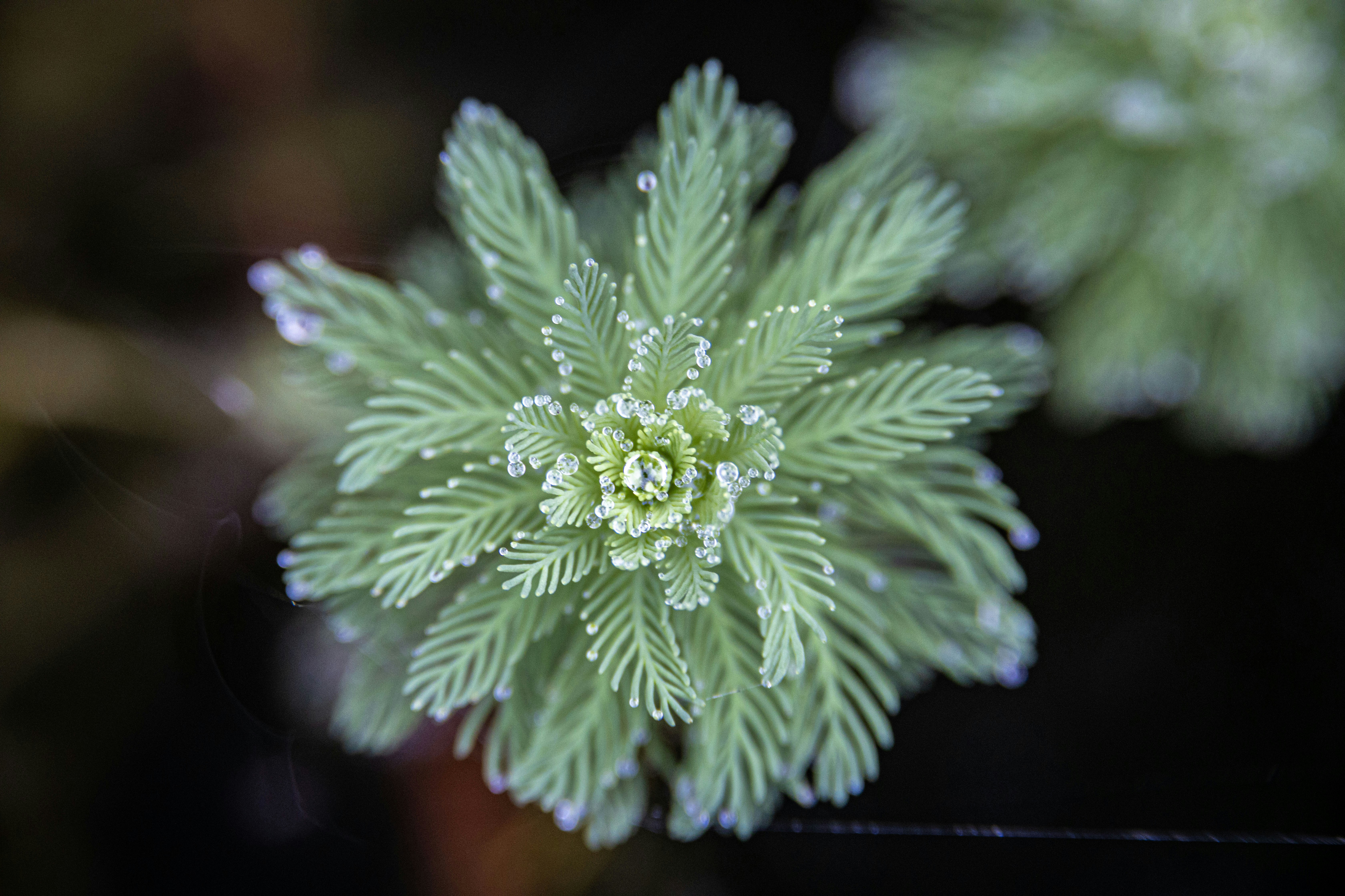 Crown of Dew: Macro Portrait of a Fern-like Rosette