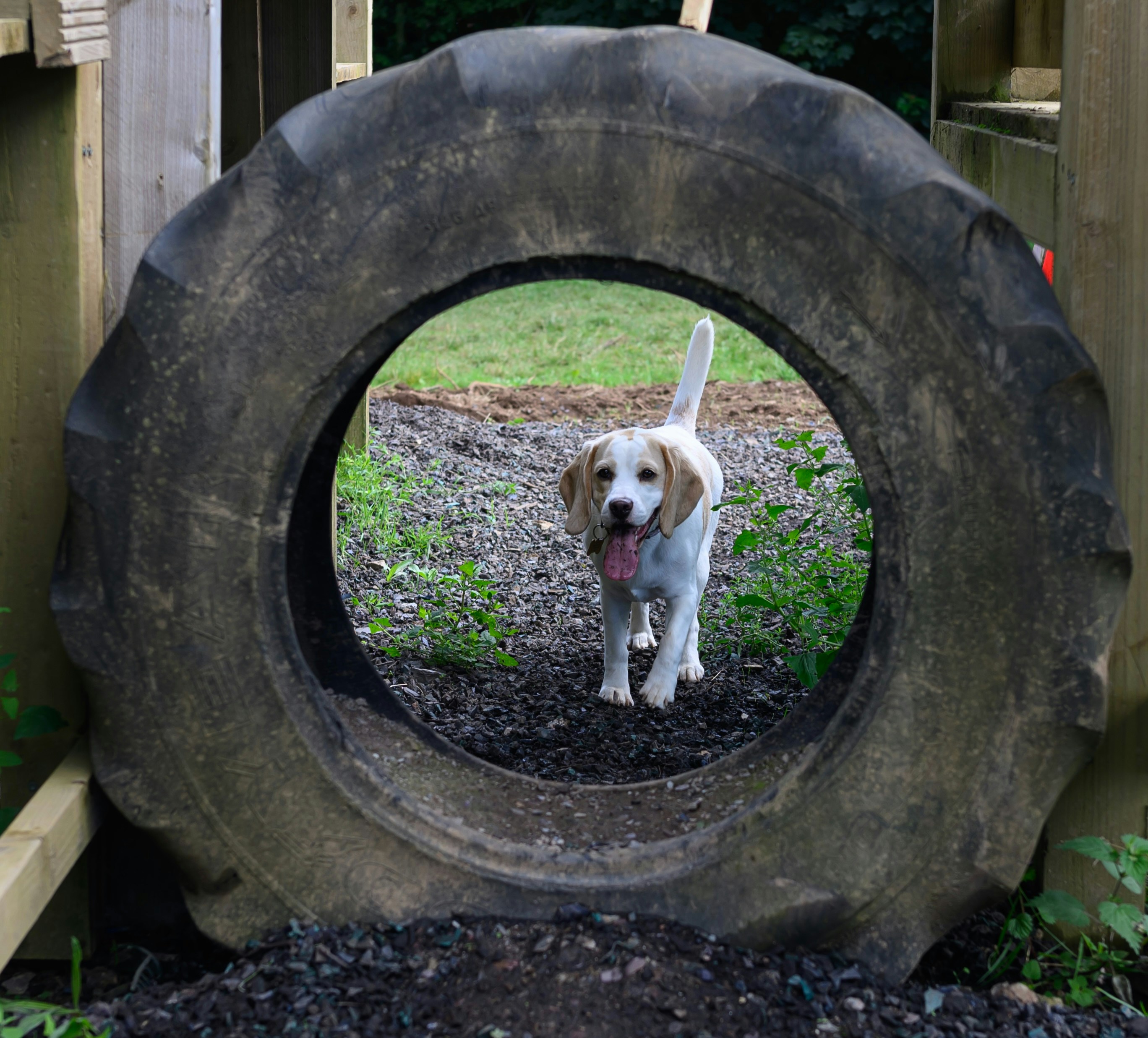 Beagle puppy joyfully running through a tire swing in a backyard, surrounded by greenery.