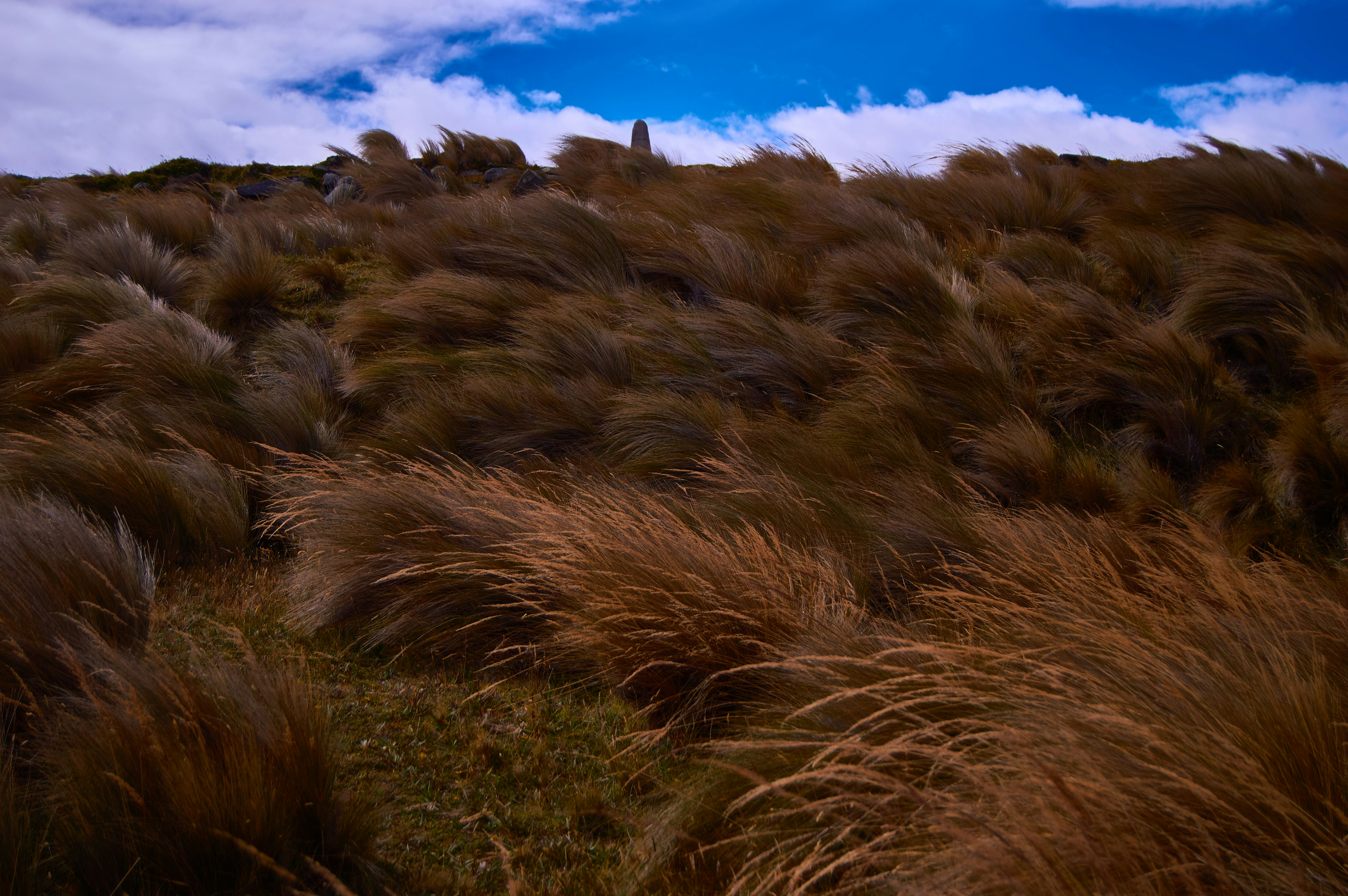 Golden Grasses in a Wind-Sculpted Horizon