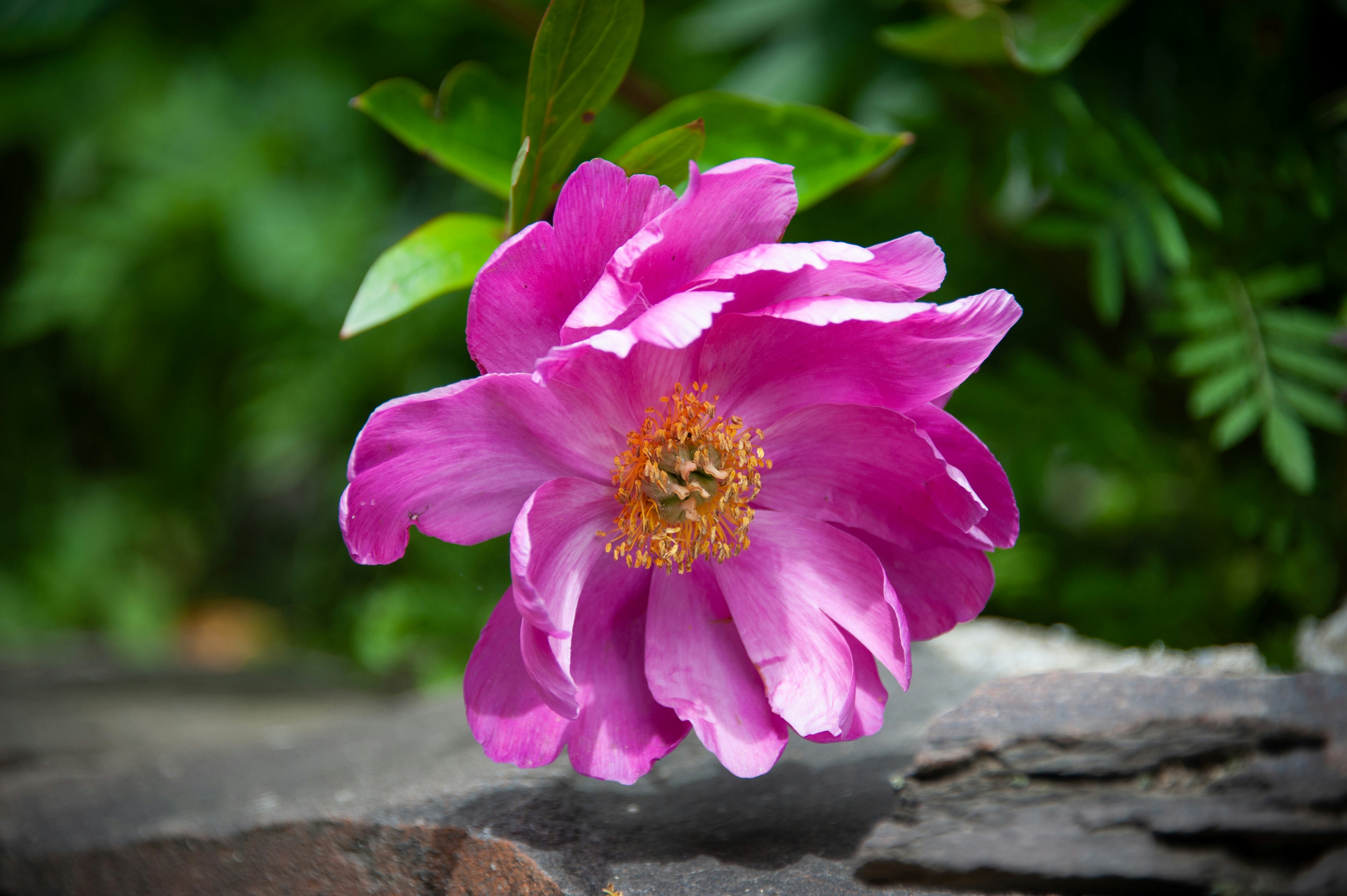 Pink Bloom on Weathered Rocks: A Quiet Garden Moment