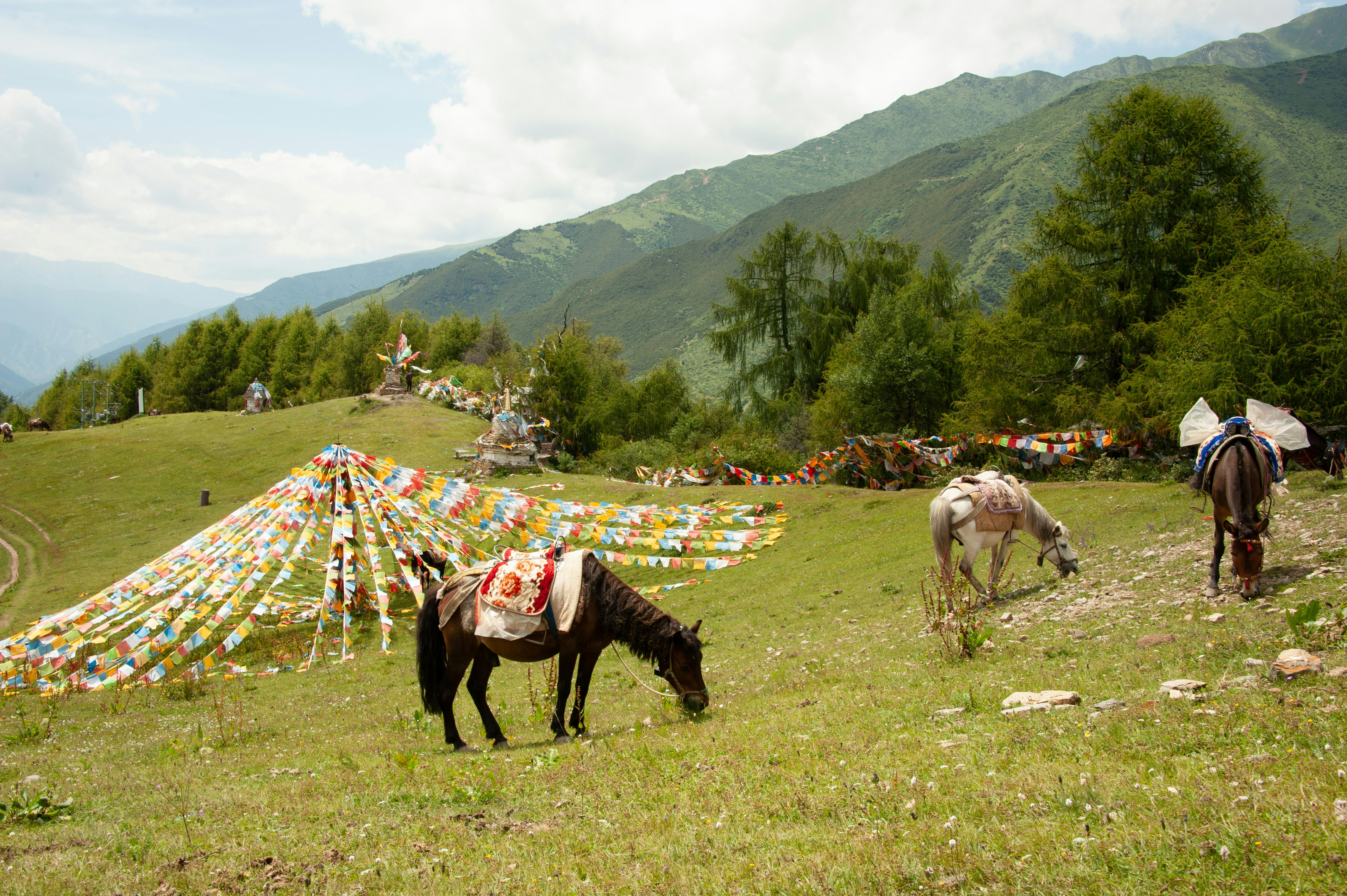 Horses Grazing Amid Prayer Flags on a Himalayan Meadow