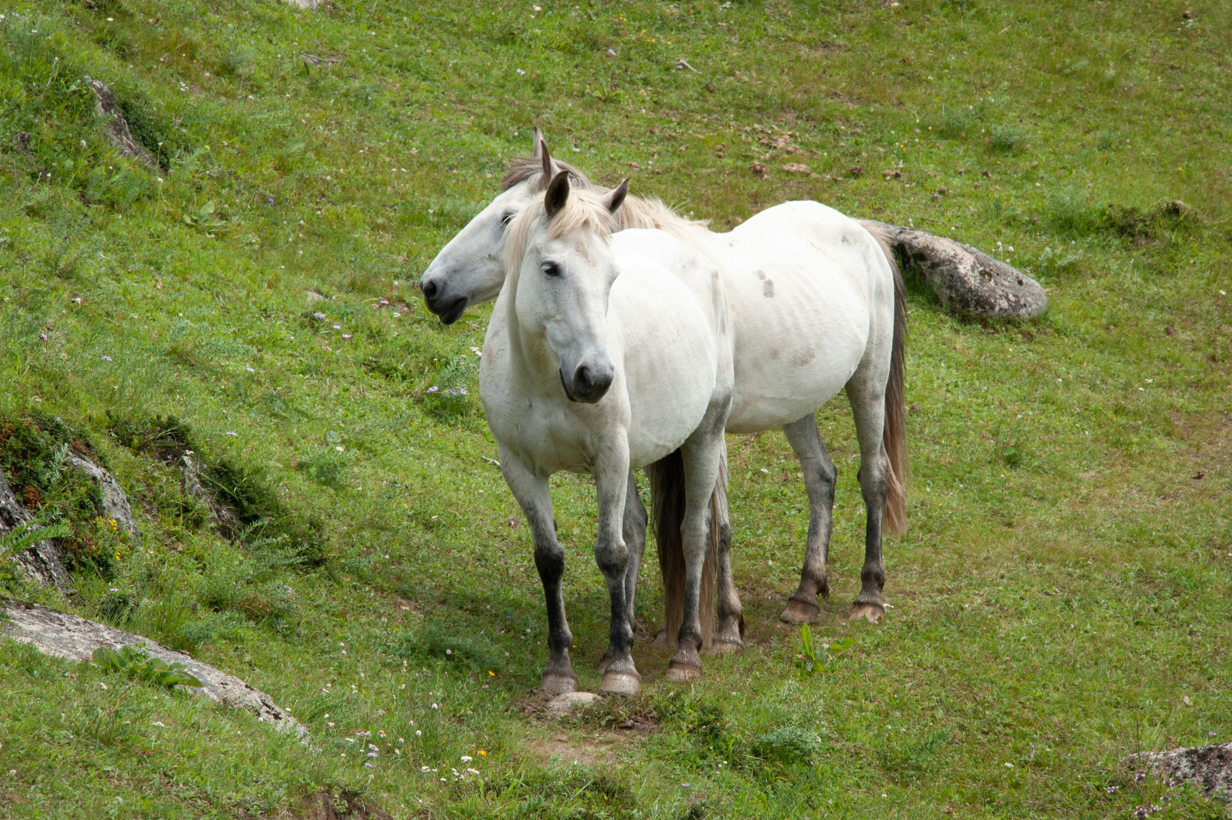 Two white horses on a sunlit hillside