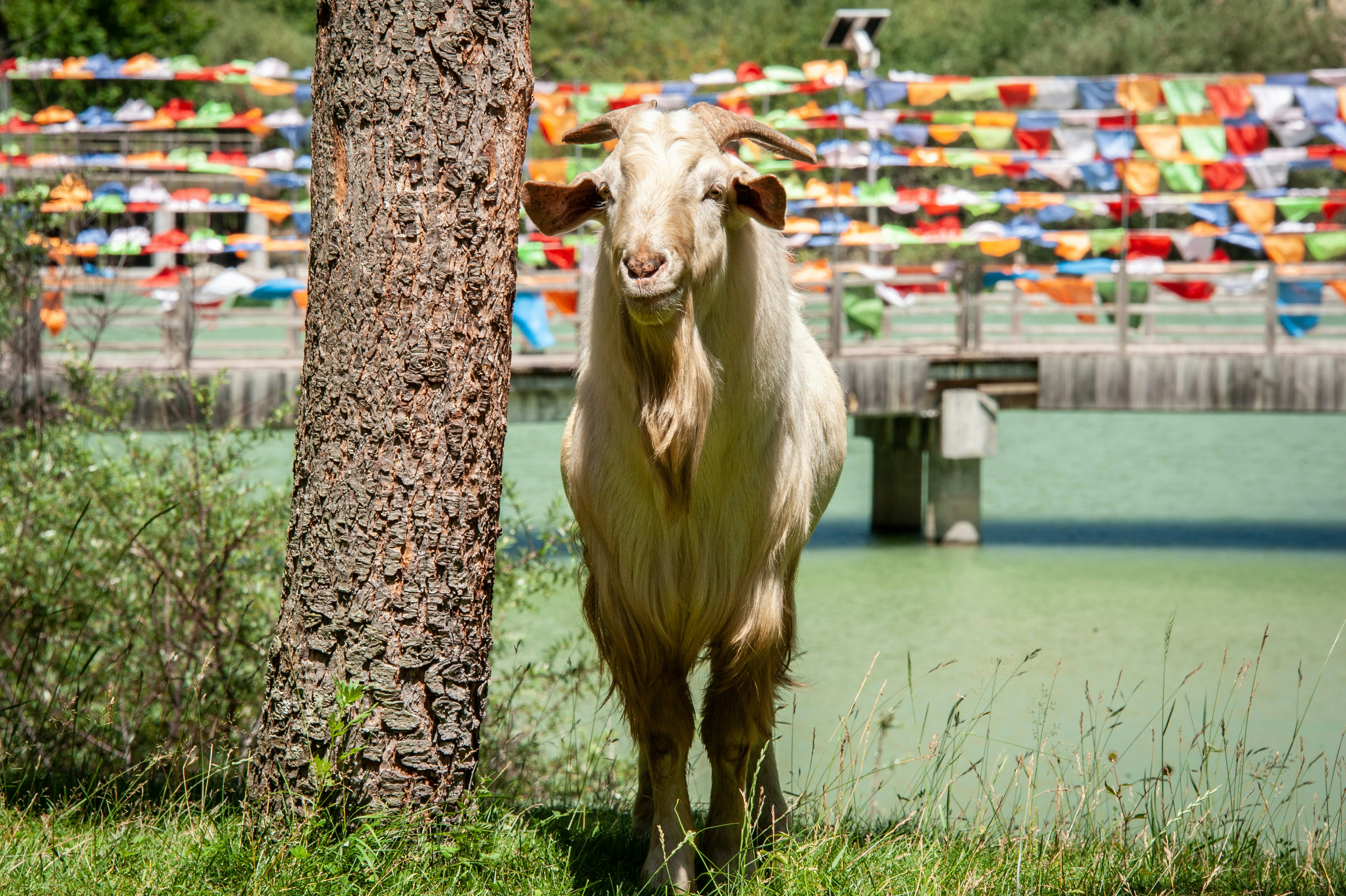 Goat in the Garden: Portrait by the Water with Colorful Prayer Flags