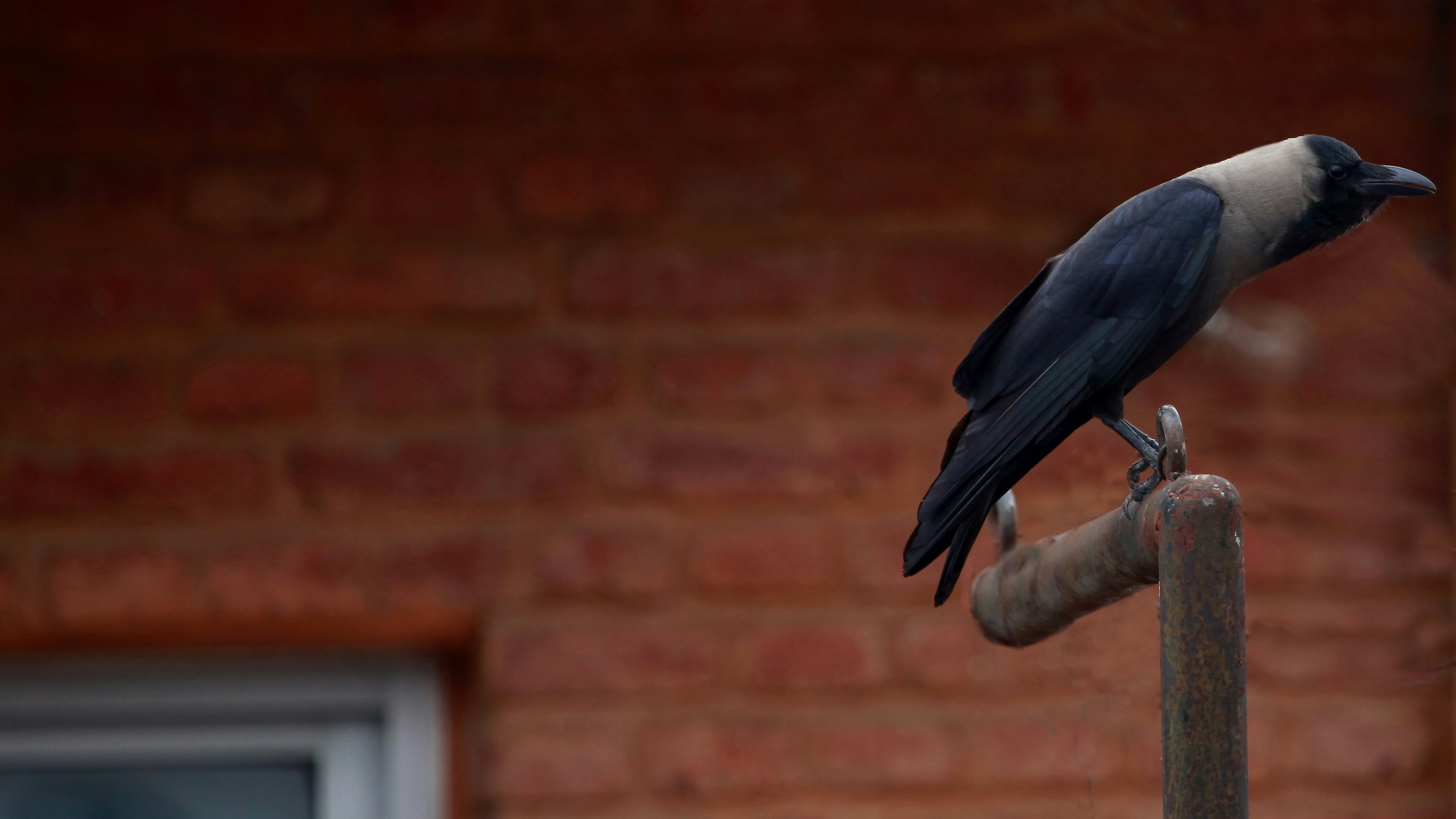 Midday Watcher: A Crow Guarding a Rusted Perch